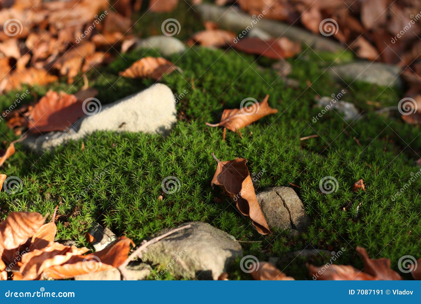 Mini autumn scenery stock image. Image of moss, nature - 7087191