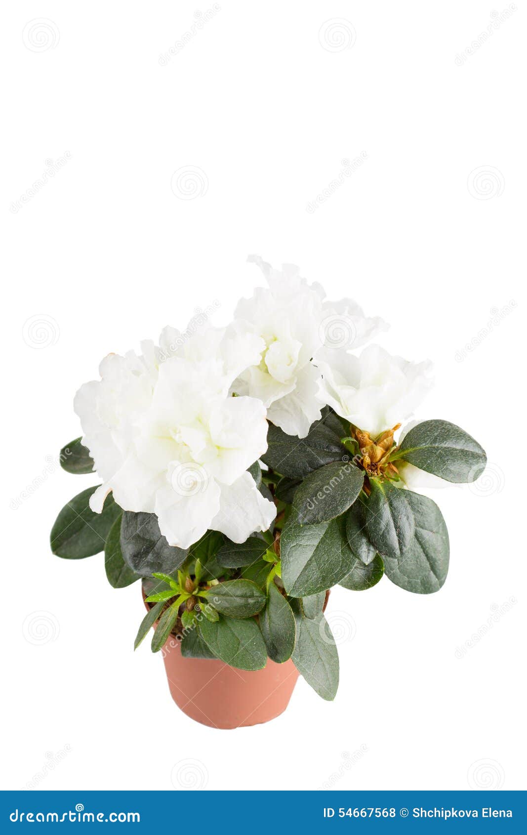 Mini-azalea stock foto. Image of blad, groen, lente, nave - 54667568