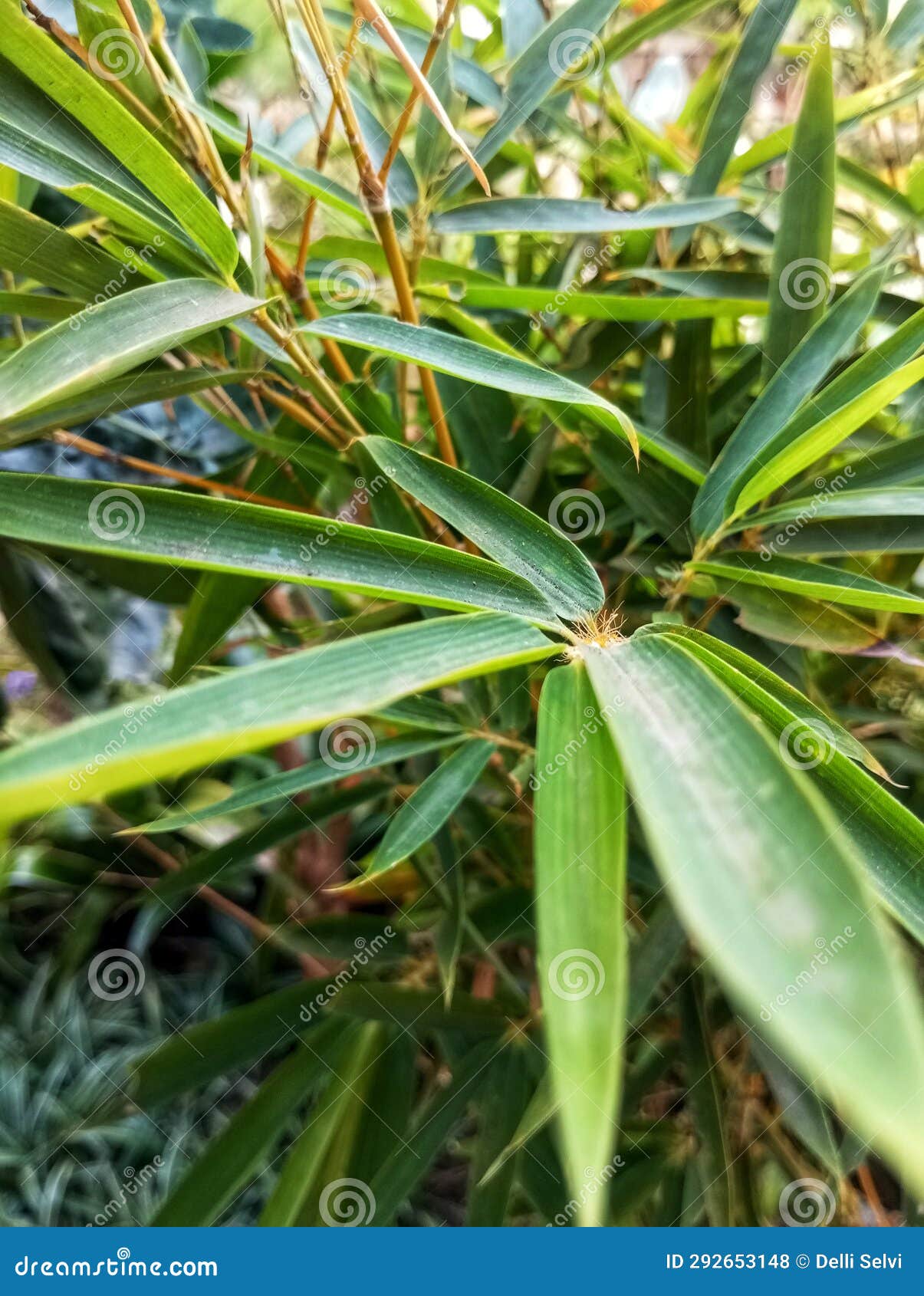 Mini bamboo leaf stock photo. Image of leaf, green, bamboo - 292653148