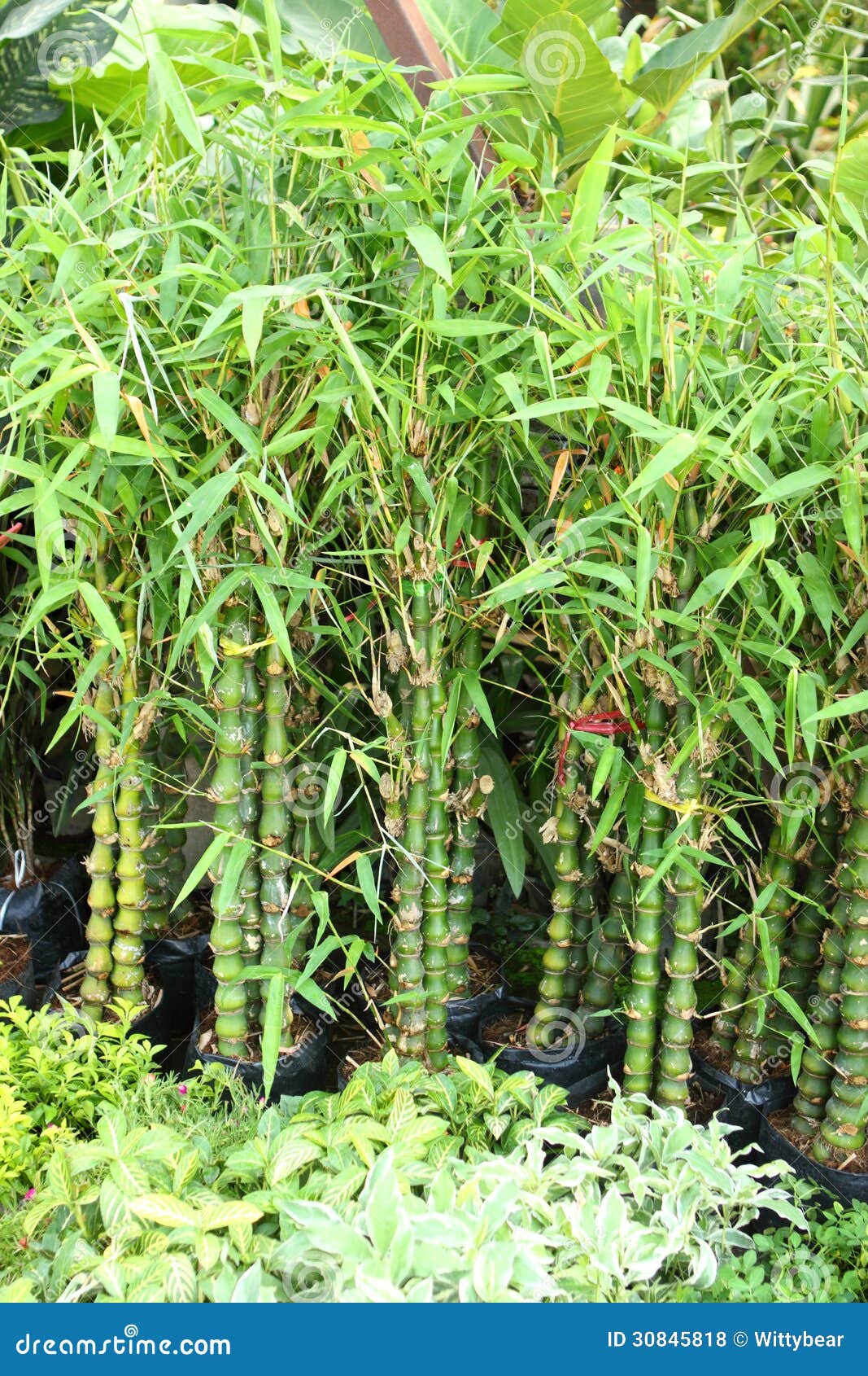Mini bamboo tree in garden stock photo. Image of japanese - 30845818