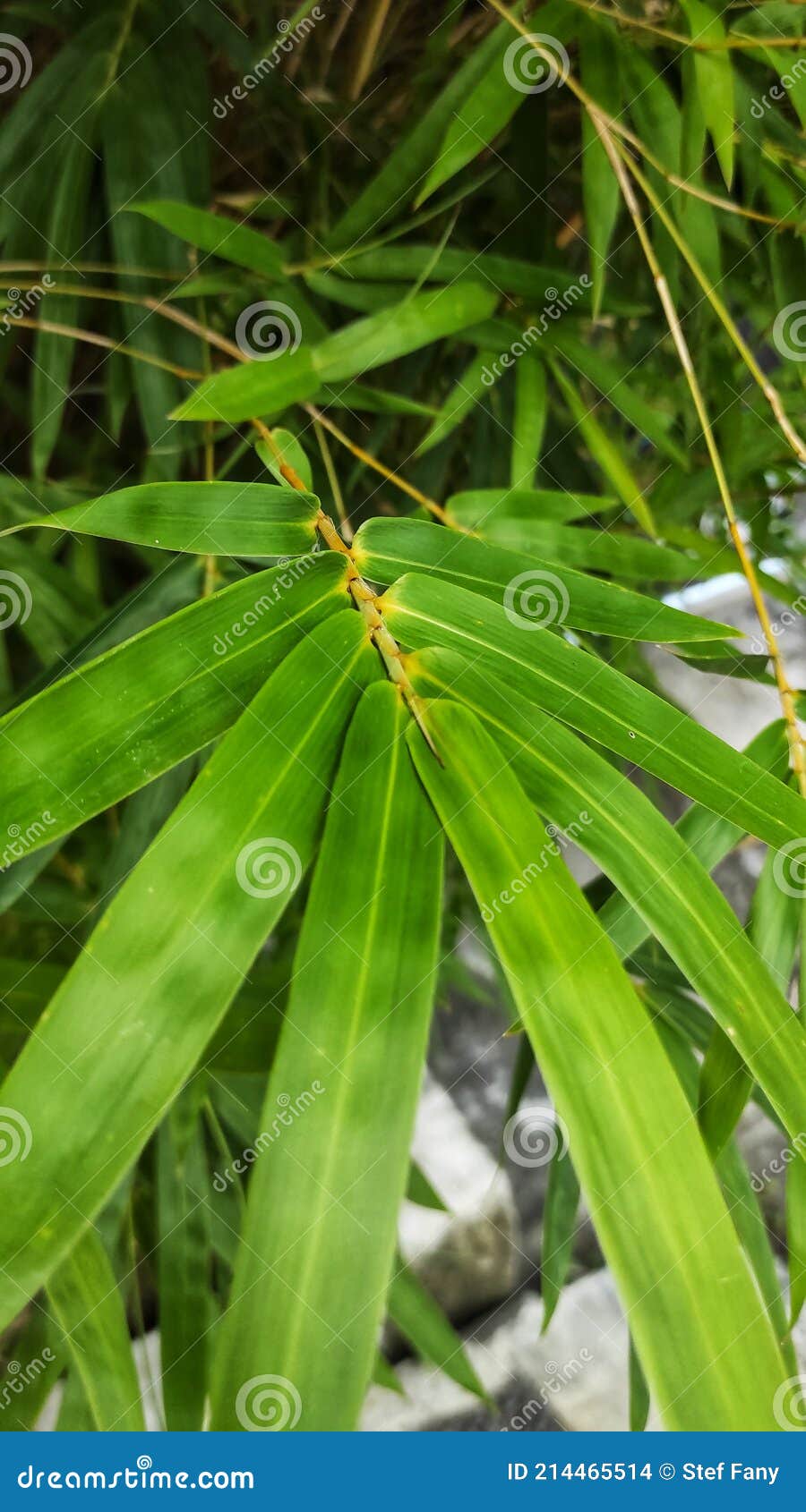 Mini bamboo tree leaves stock photo. Image of lawn, tree - 214465514