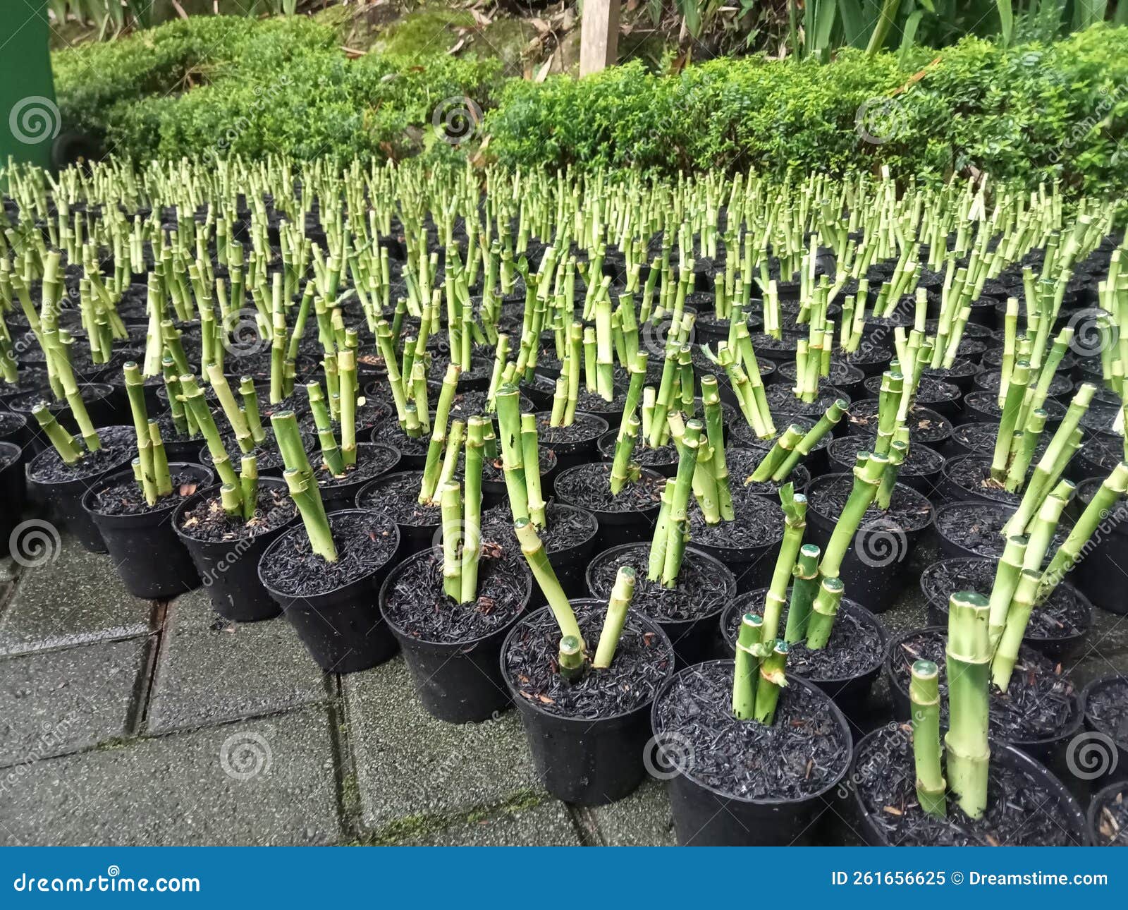 Mini bamboo tree in pot stock image. Image of bamboo - 261656625