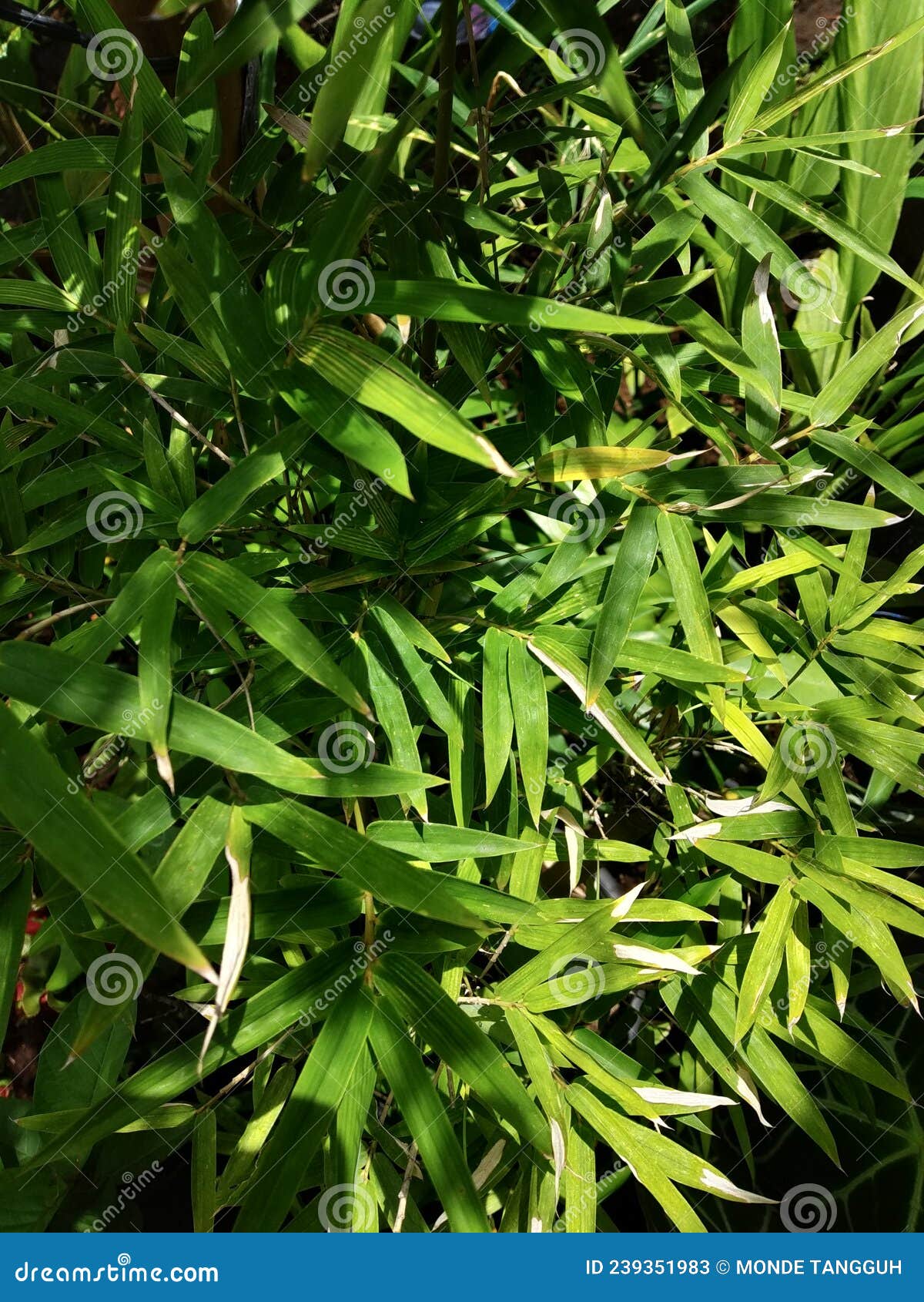 Mini Bamboo Tree in the Yard Stock Image - Image of garden, spring ...