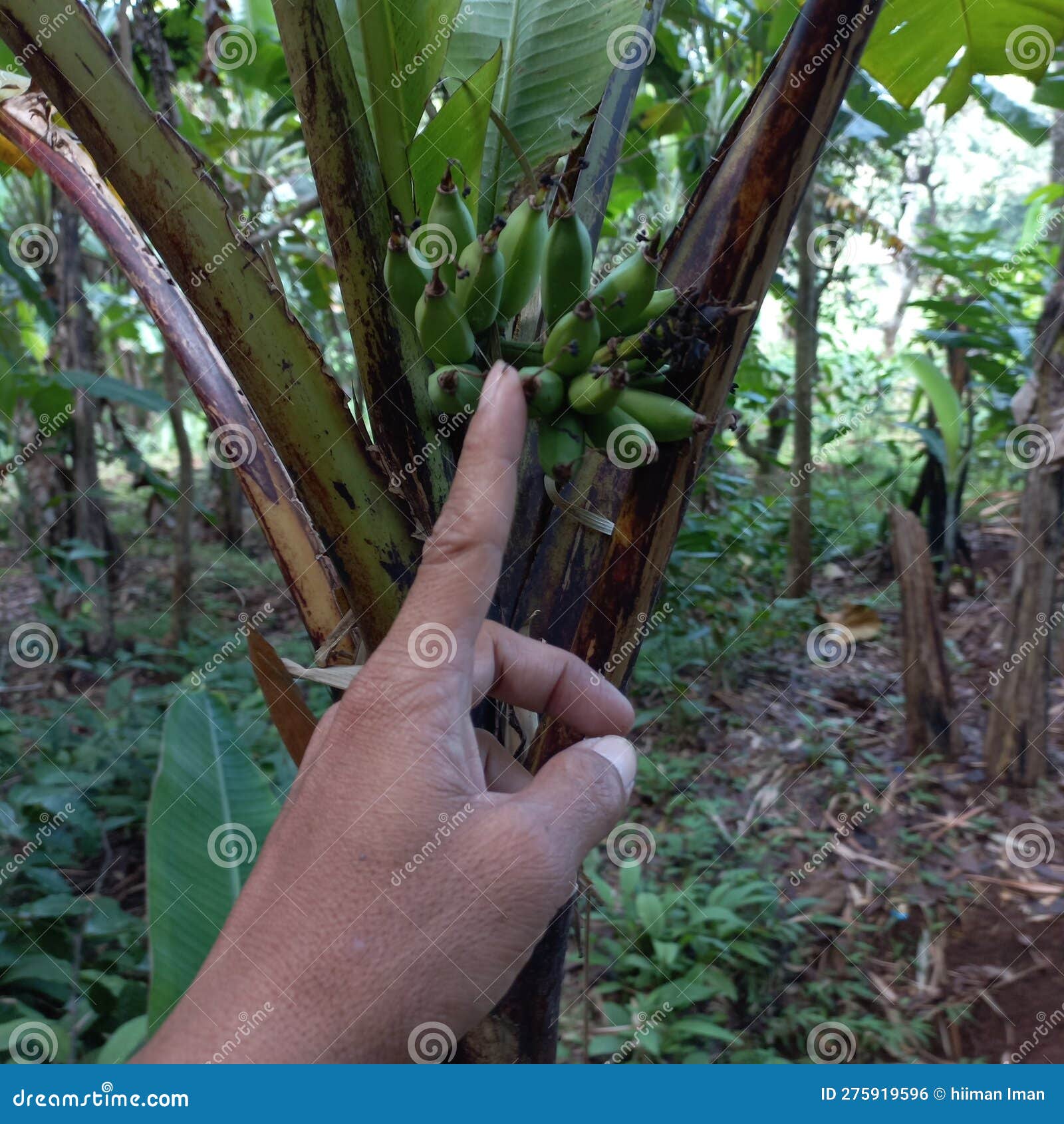 Mini Banana Tree that Bears Fruit Stock Photo - Image of mini, fruit ...