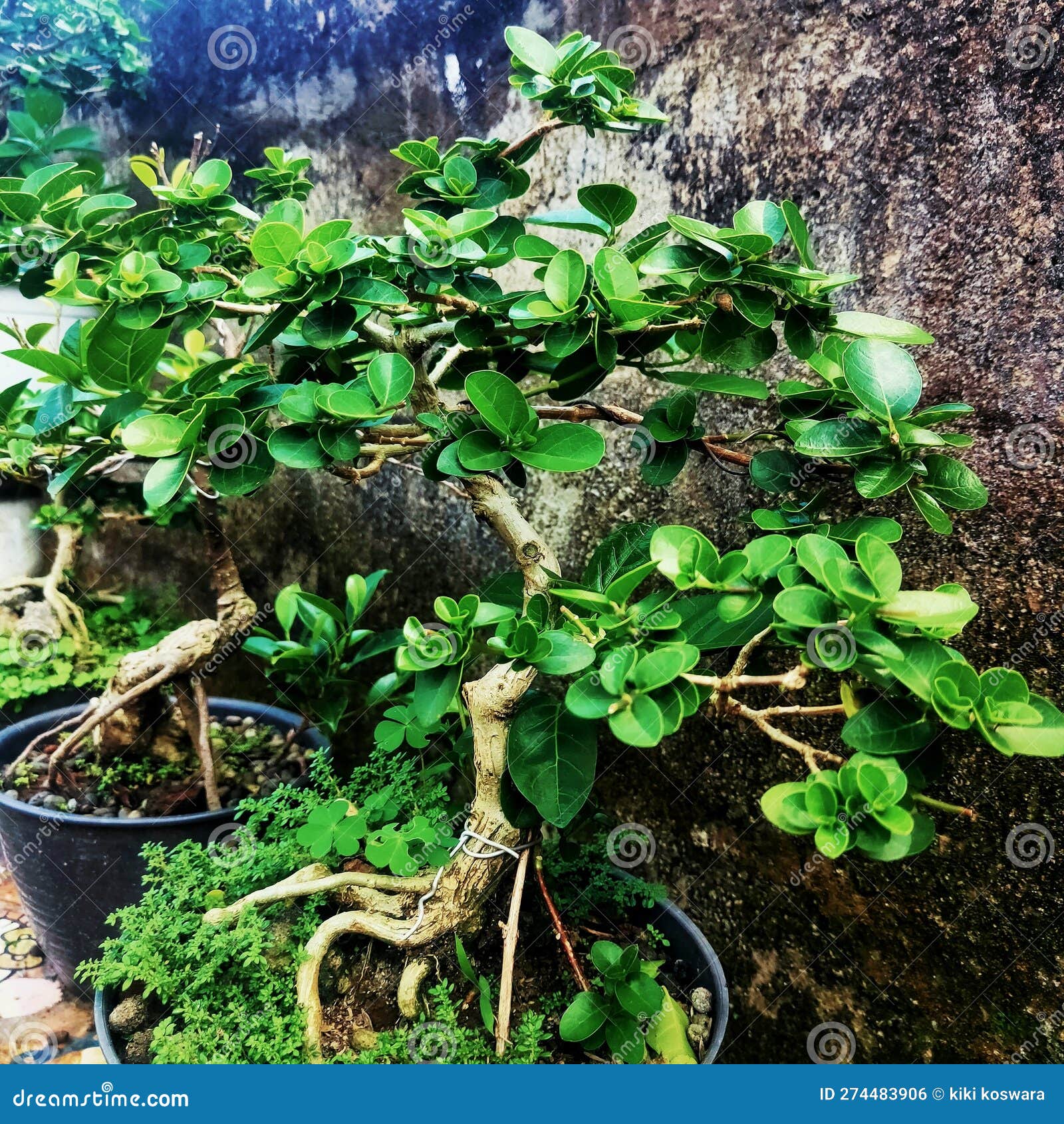 Mini Banyan Tree Bonsai Planted in a Pot Stock Photo - Image of leaf ...