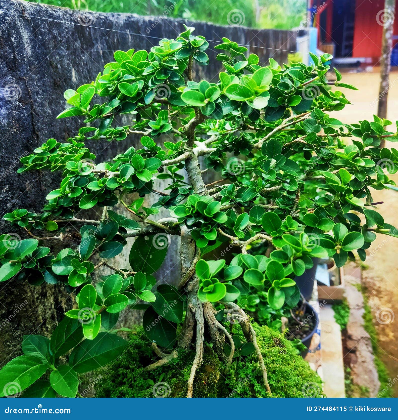 Mini Banyan Tree Bonsai Planted in a Pot Stock Image - Image of produce ...