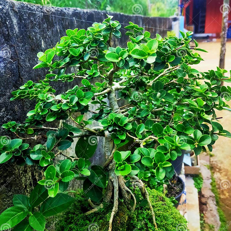 Mini Banyan Tree Bonsai Planted in a Pot Stock Image - Image of produce ...
