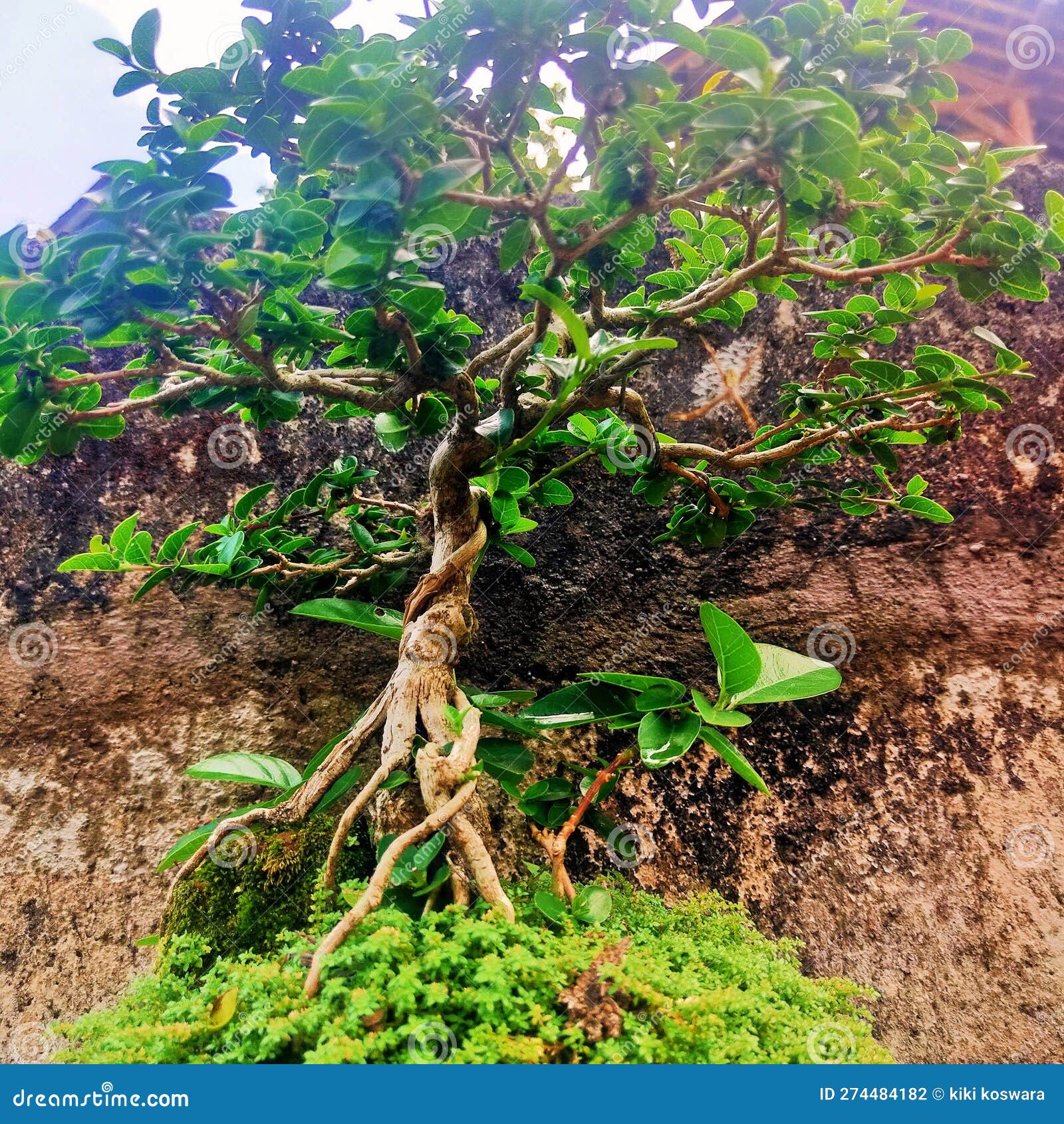 Mini Banyan Tree Bonsai Planted in a Pot Stock Photo - Image of shrub ...
