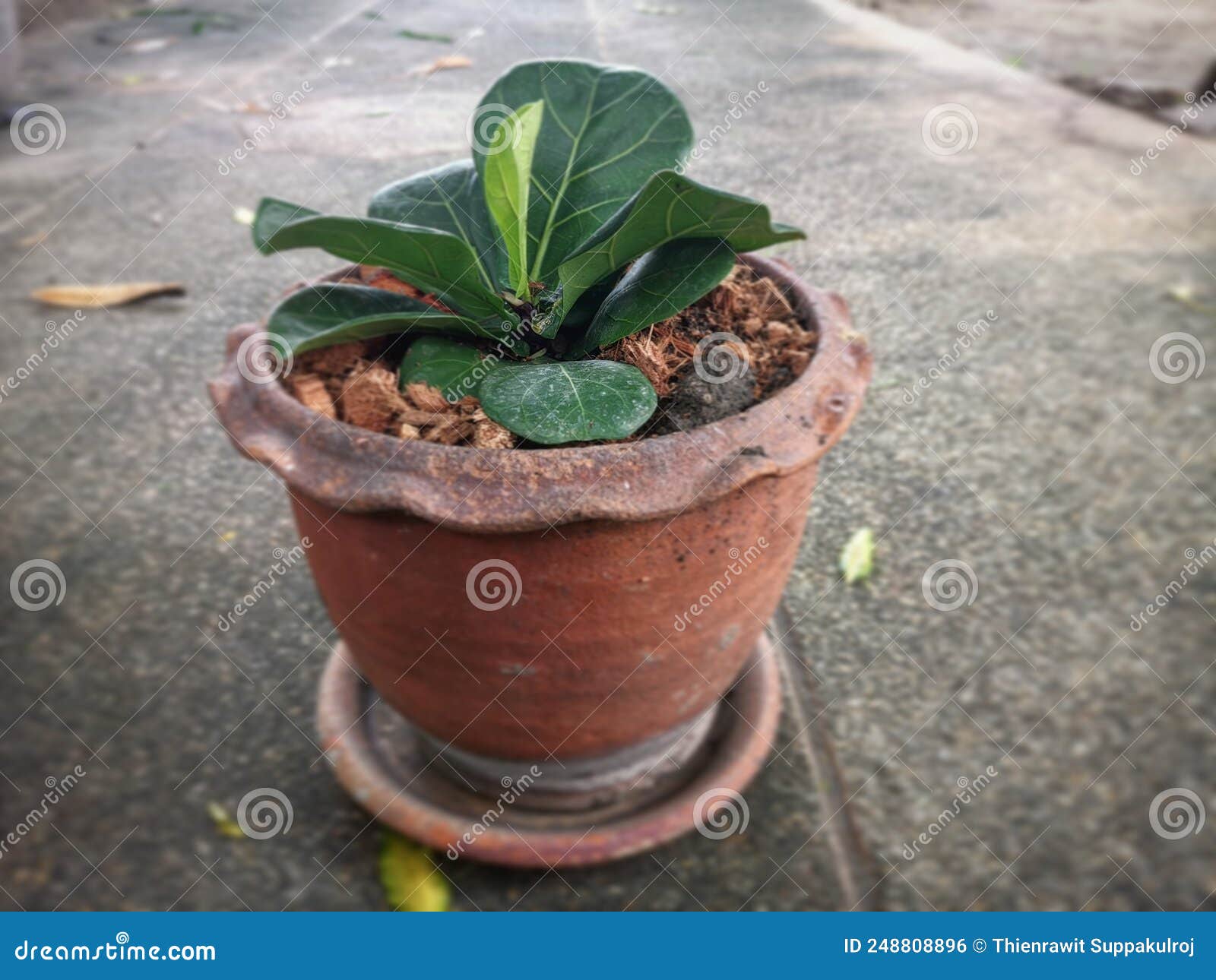 A Mini Banyan Tree in a Clay Pot Stock Photo - Image of yard, plant ...