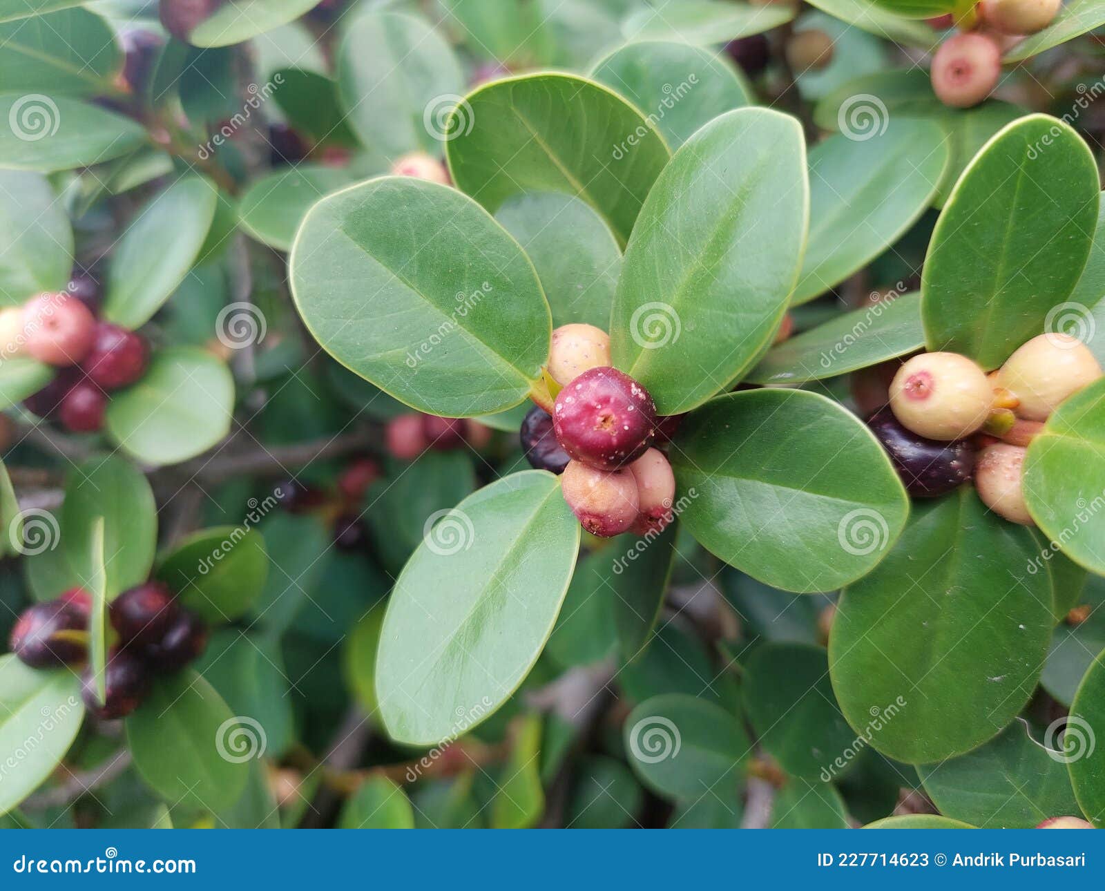 Mini Banyan Tree Fruit Looks Ripe Stock Image - Image of banyan, food ...
