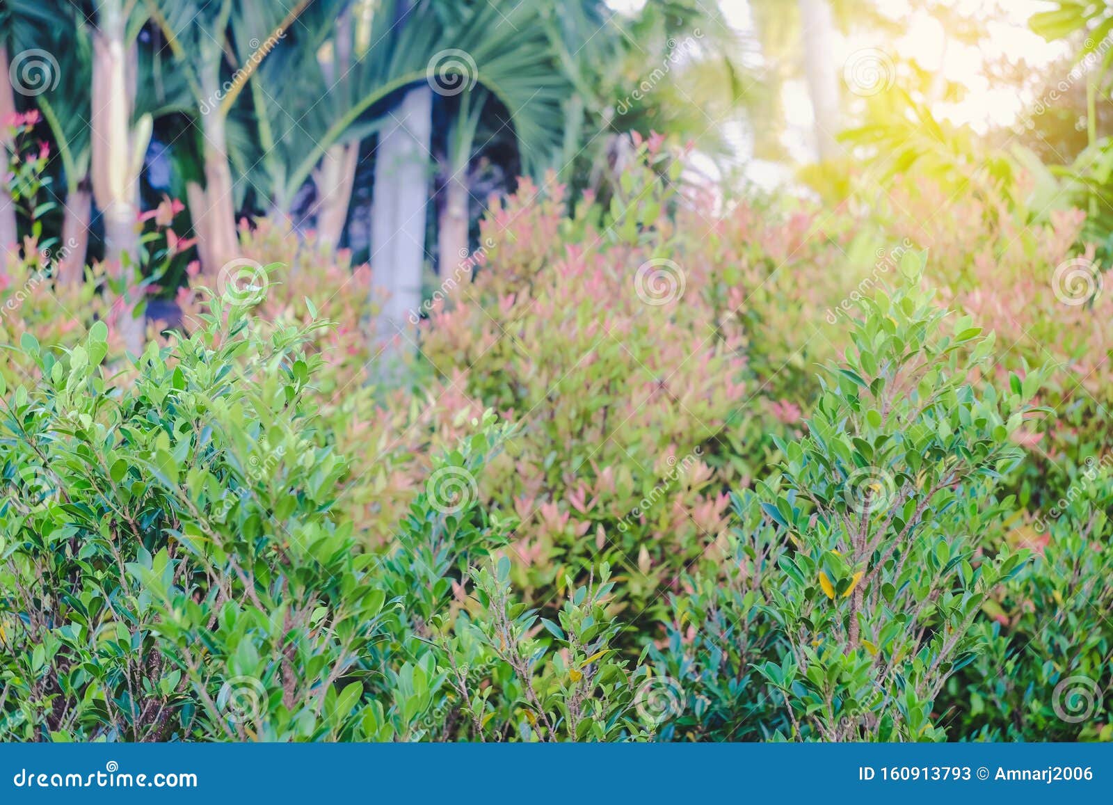 Mini banyan tree in garden stock image. Image of branch - 160913793