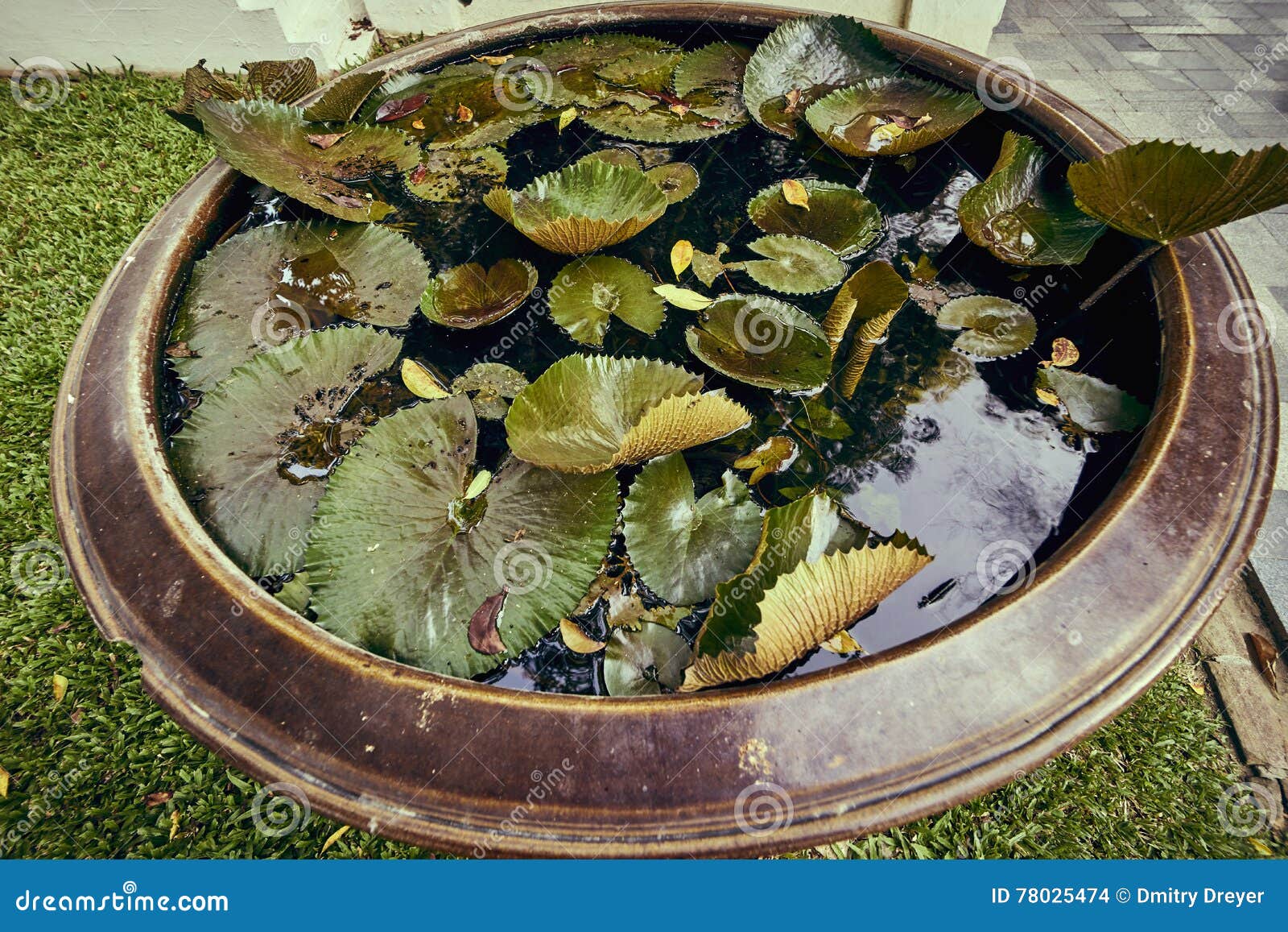 Mini bassin pond stock photo. Image of salviniaceae, flower - 78025474