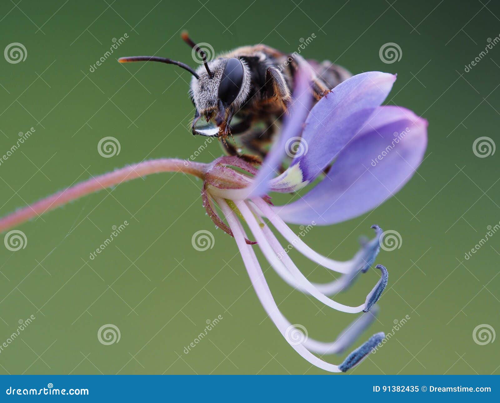 Mini Bee stock image. Image of macro, wake, forest, beautiful - 91382435