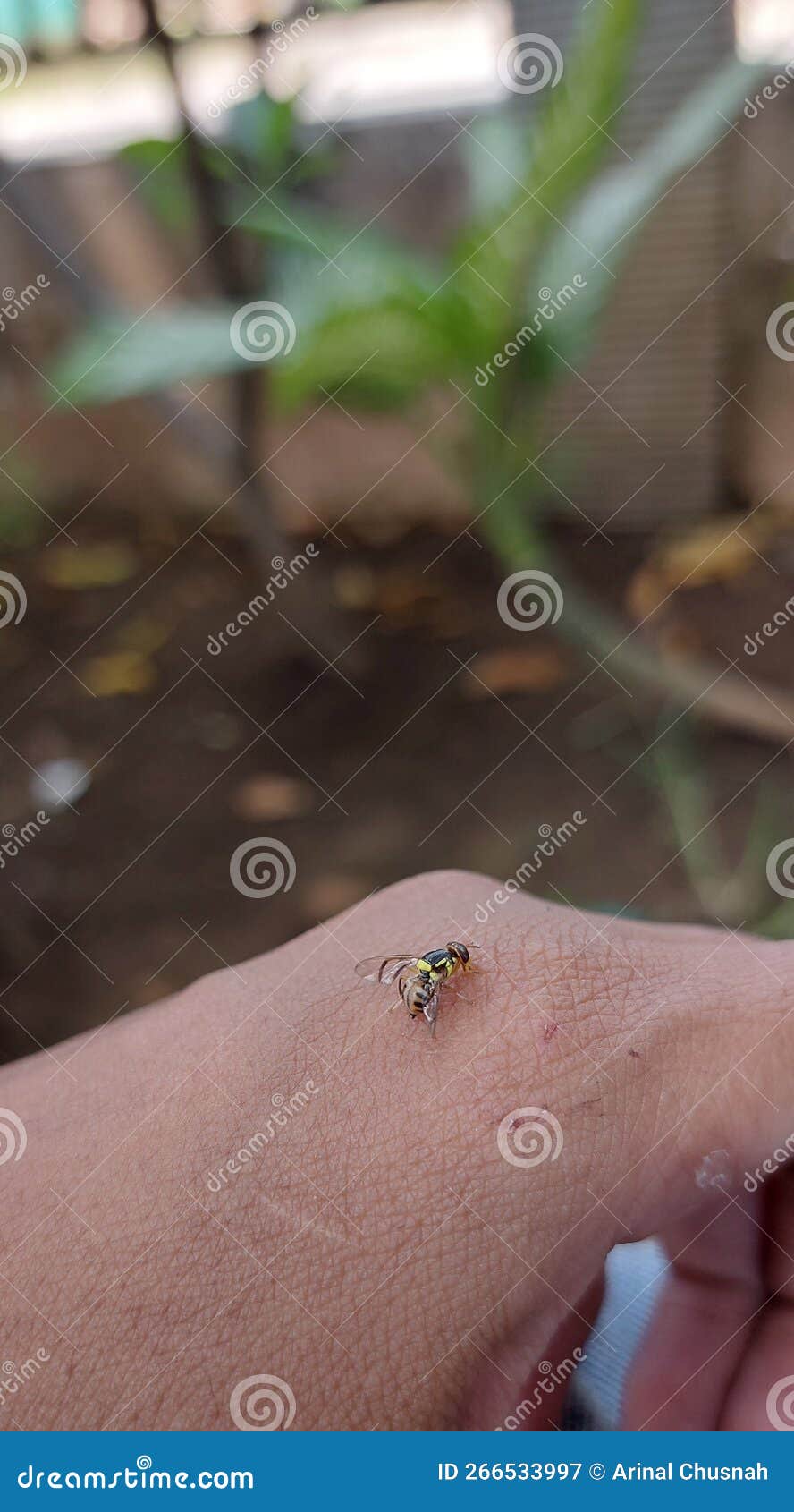 Mini Bees Perch on the Skin of the Hand Stock Image - Image of hand ...