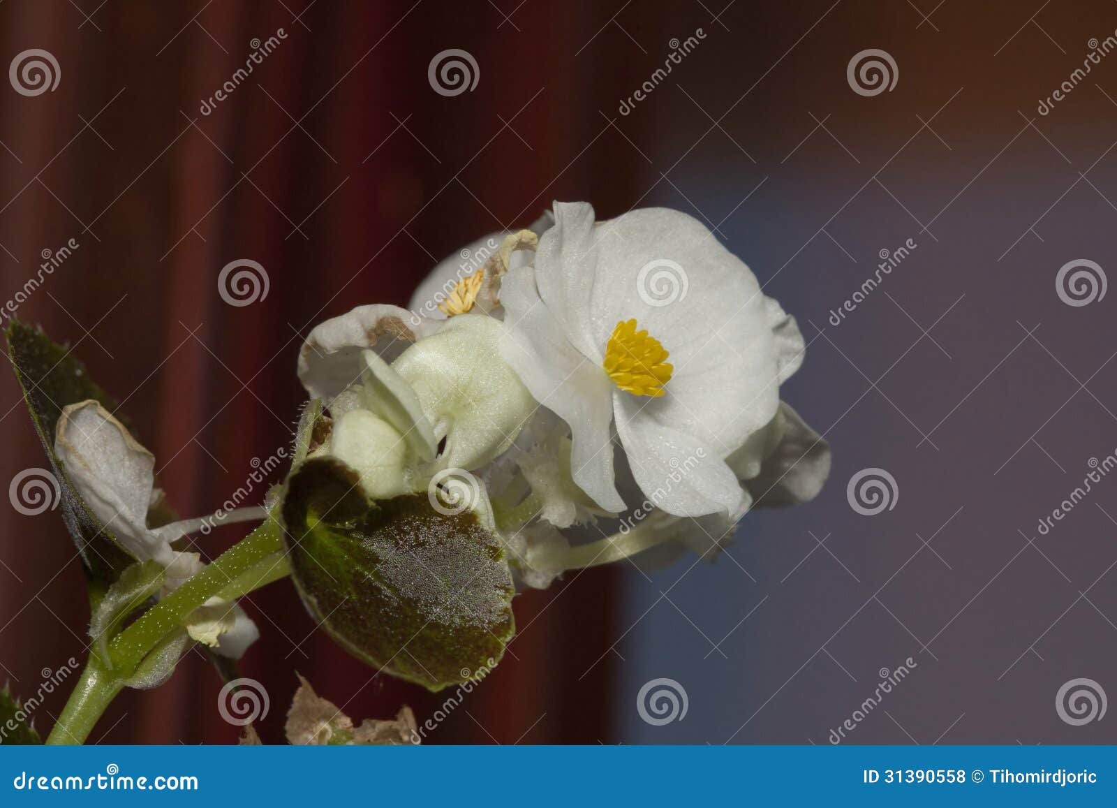 Mini Begonia stock photo. Image of mini, details, outdoors - 31390558