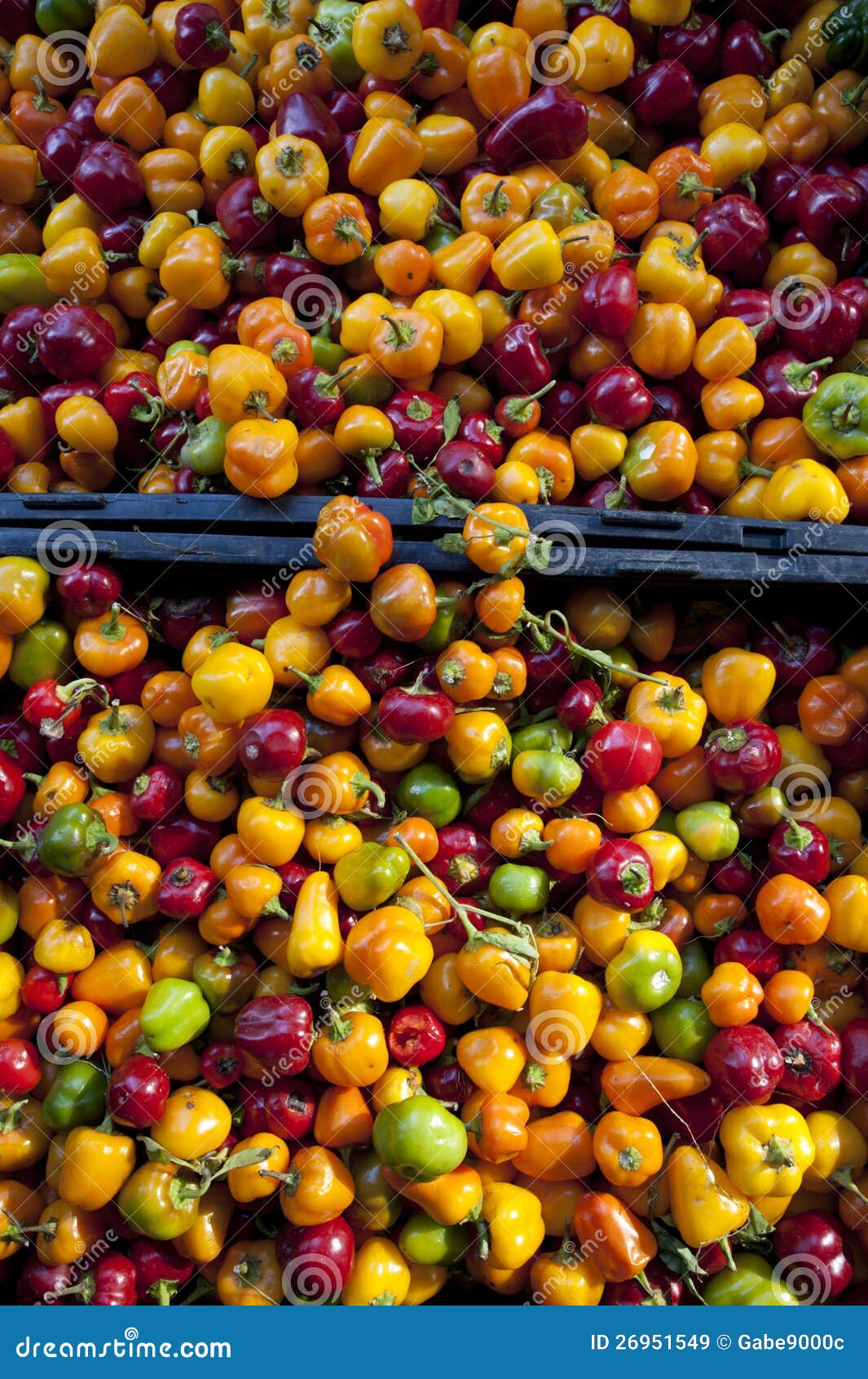 Mini bell peppers stock image. Image of bell, farm, green - 26951549