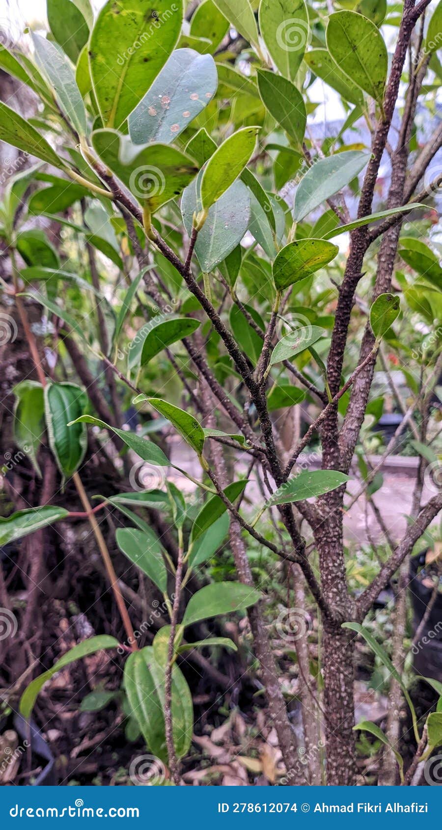 Mini beringin tree stock photo. Image of jungle, portrait - 278612074