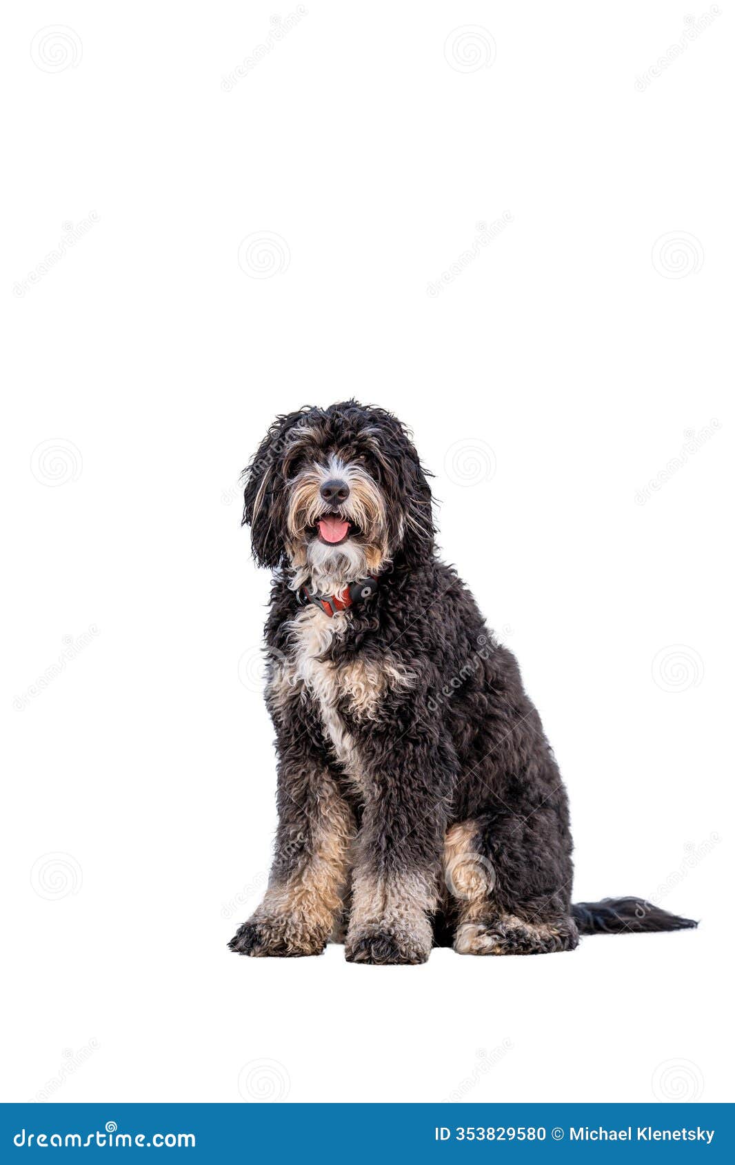 Mini Bernedoodle Isolated stock photo. Image of small - 353829580