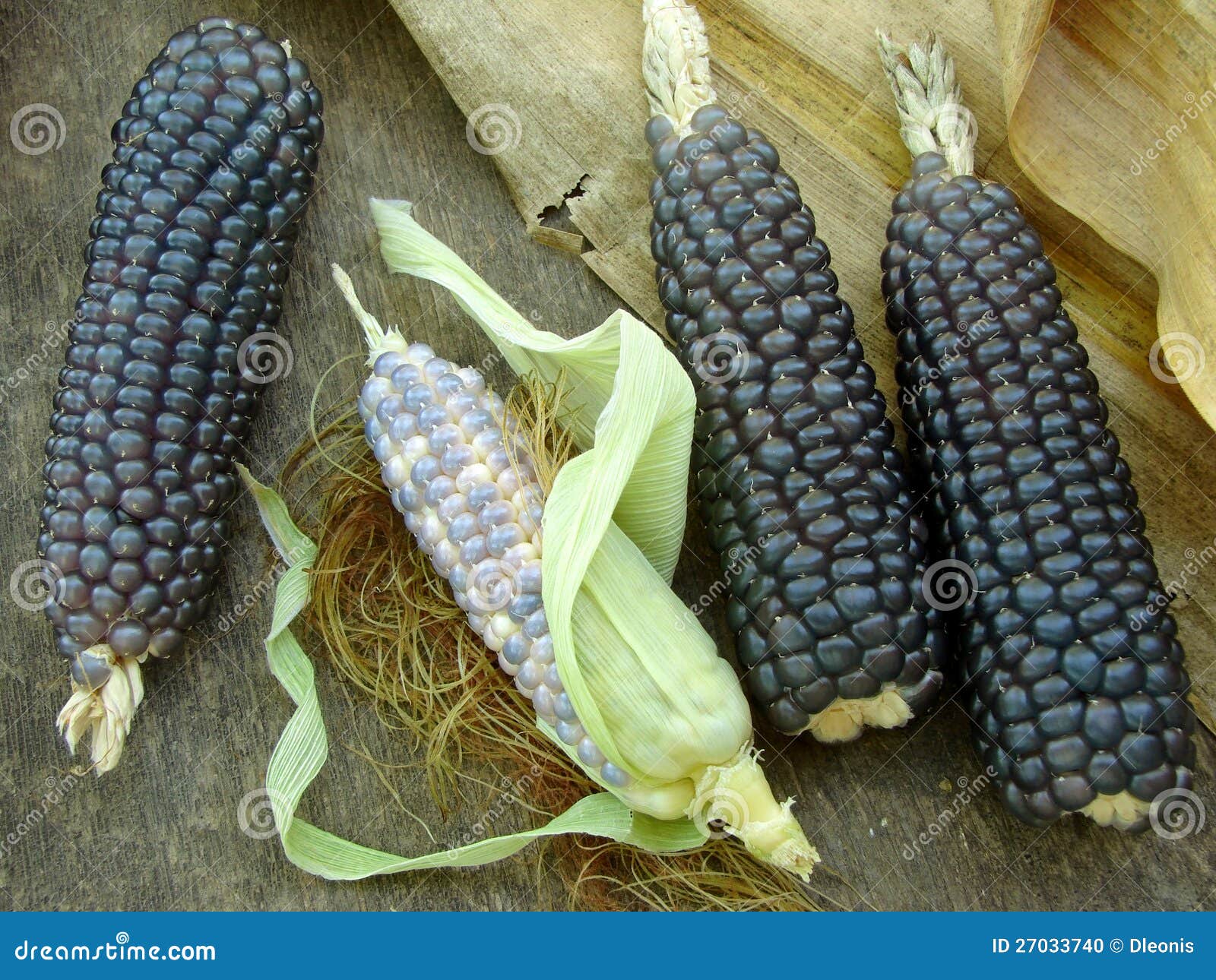 Mini blue corn stock photo. Image of grain, autumn, ripen - 27033740