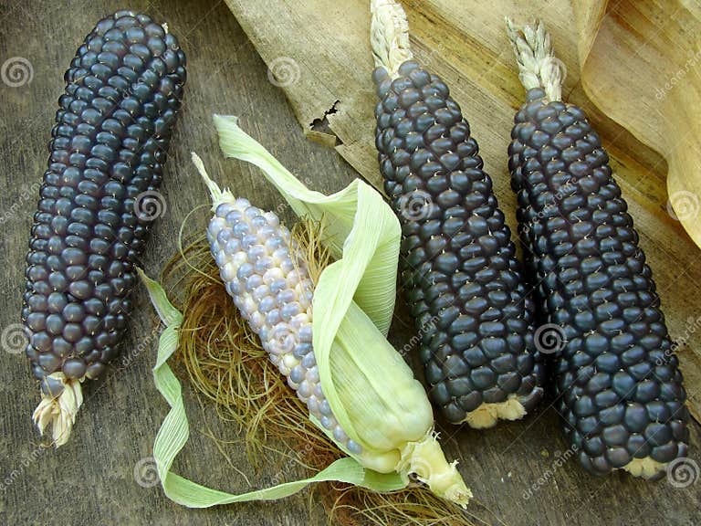 Mini blue corn stock photo. Image of grain, autumn, ripen - 27033740