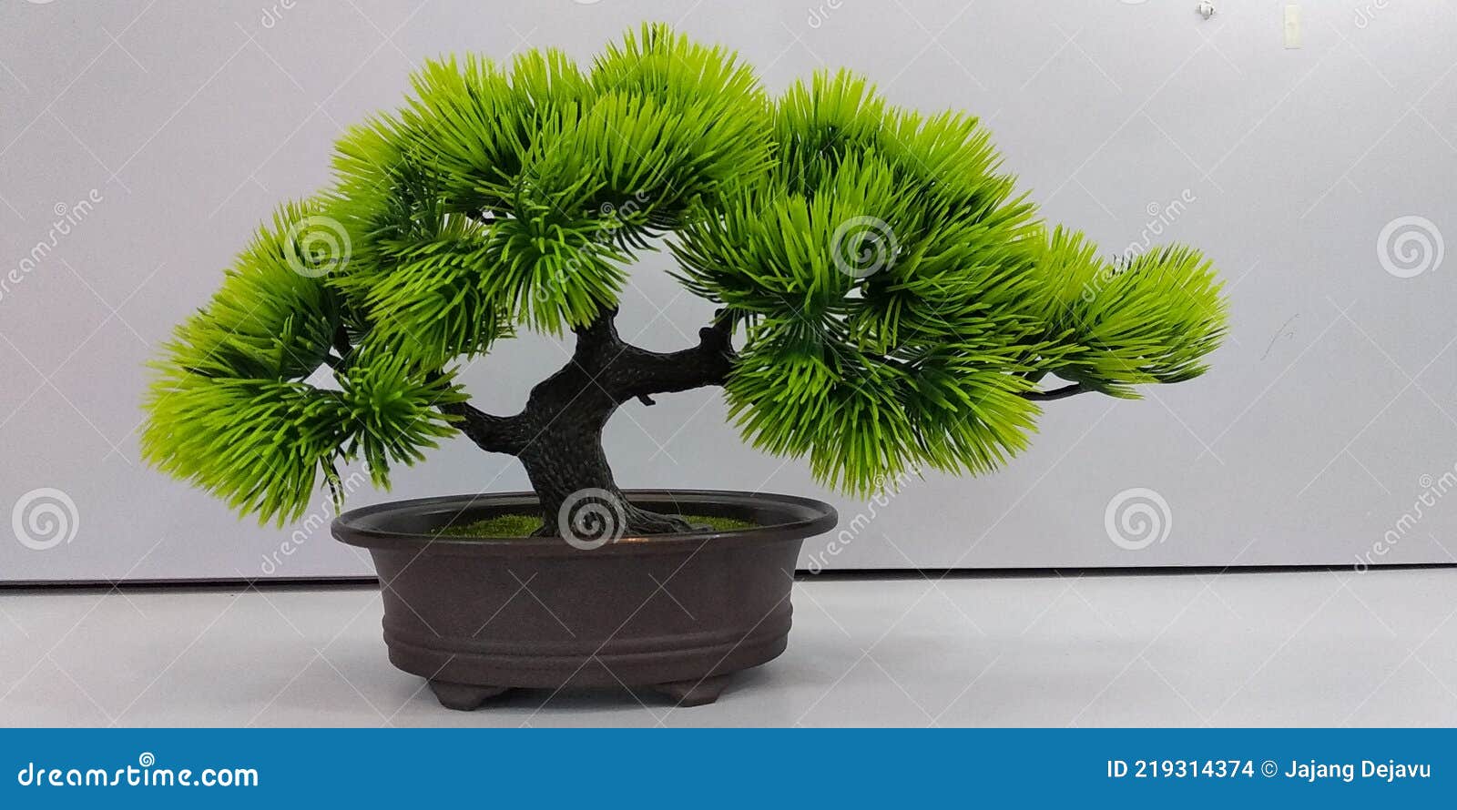 Mini Bonsai Decorative Plants Stock Photo - Image of plant, flower ...