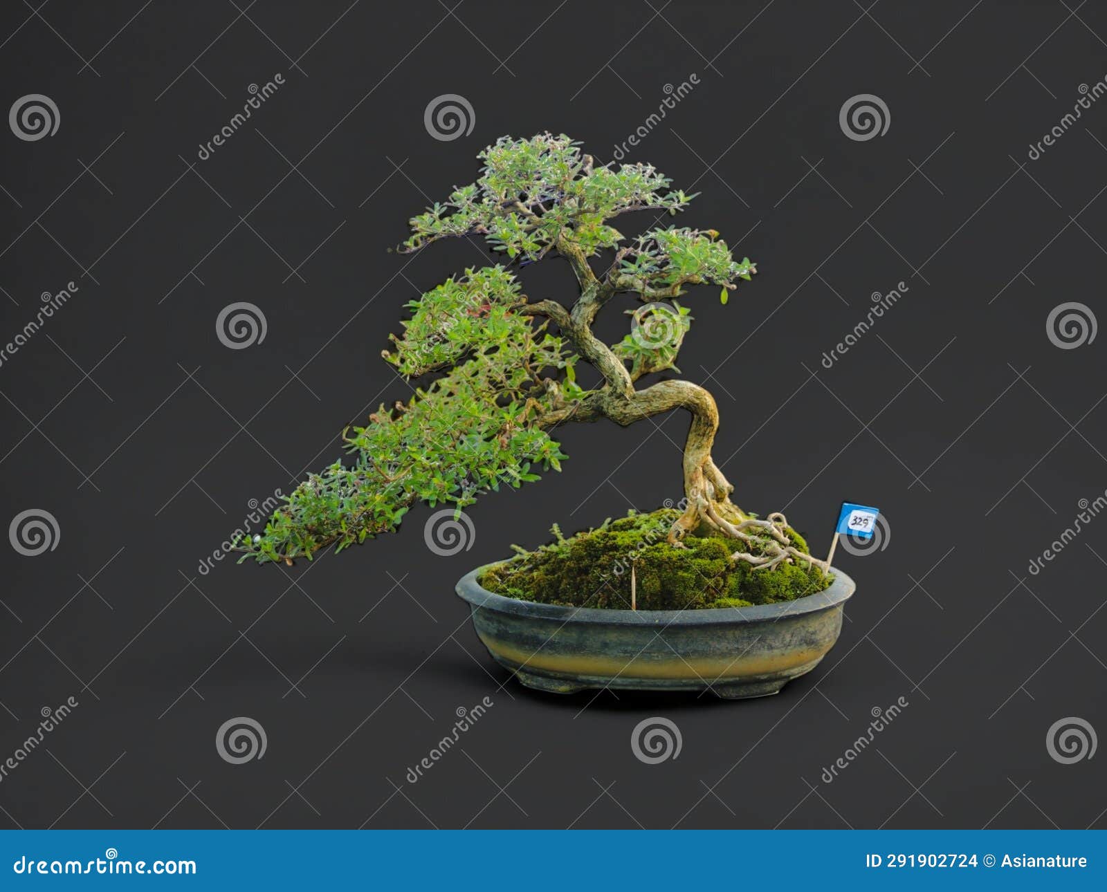 Mini Bonsai Ornamental Plants Stock Photo - Image of tree, bonsai ...