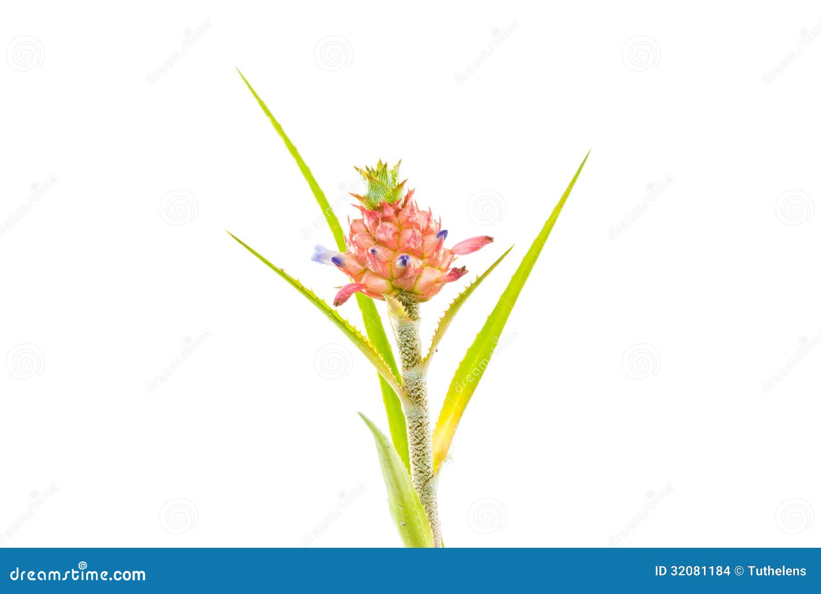 Mini Bromeliad Flower Isolated on White Background Stock Photo - Image ...