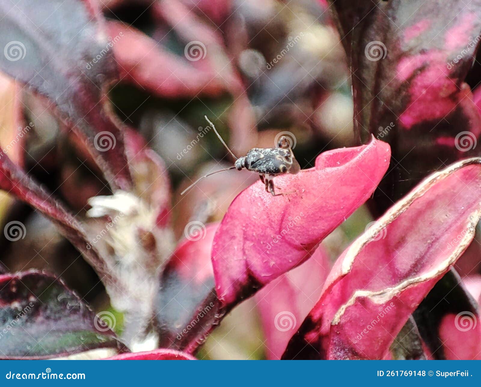 Mini Bug Flower Nature Micro Makro Superfeiiphotos Stock Photo - Image ...