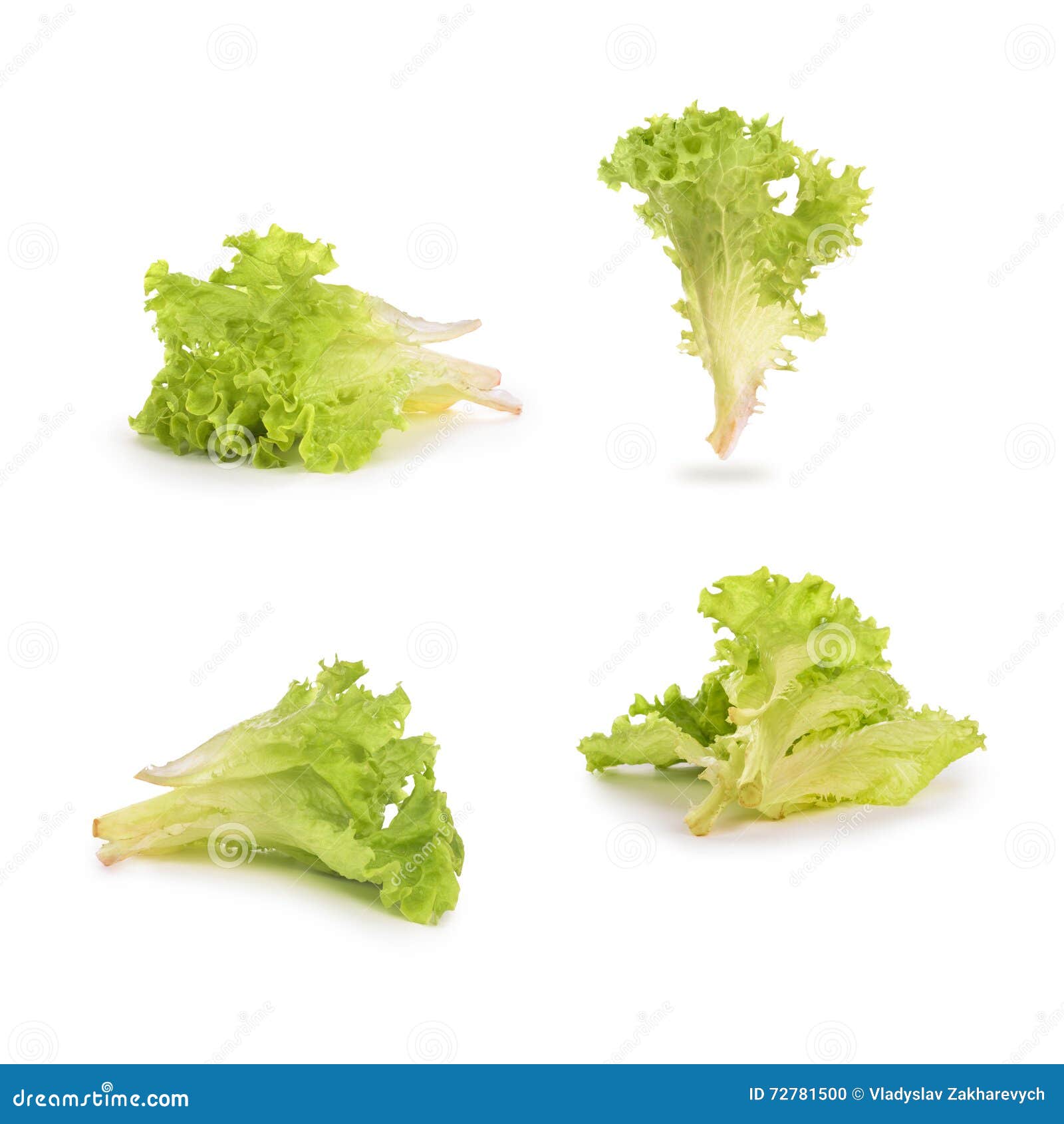 Mini cabbage collection stock photo. Image of nobvody - 72781500