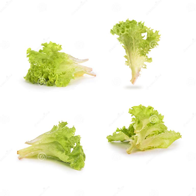 Mini cabbage collection stock photo. Image of nobvody - 72781500