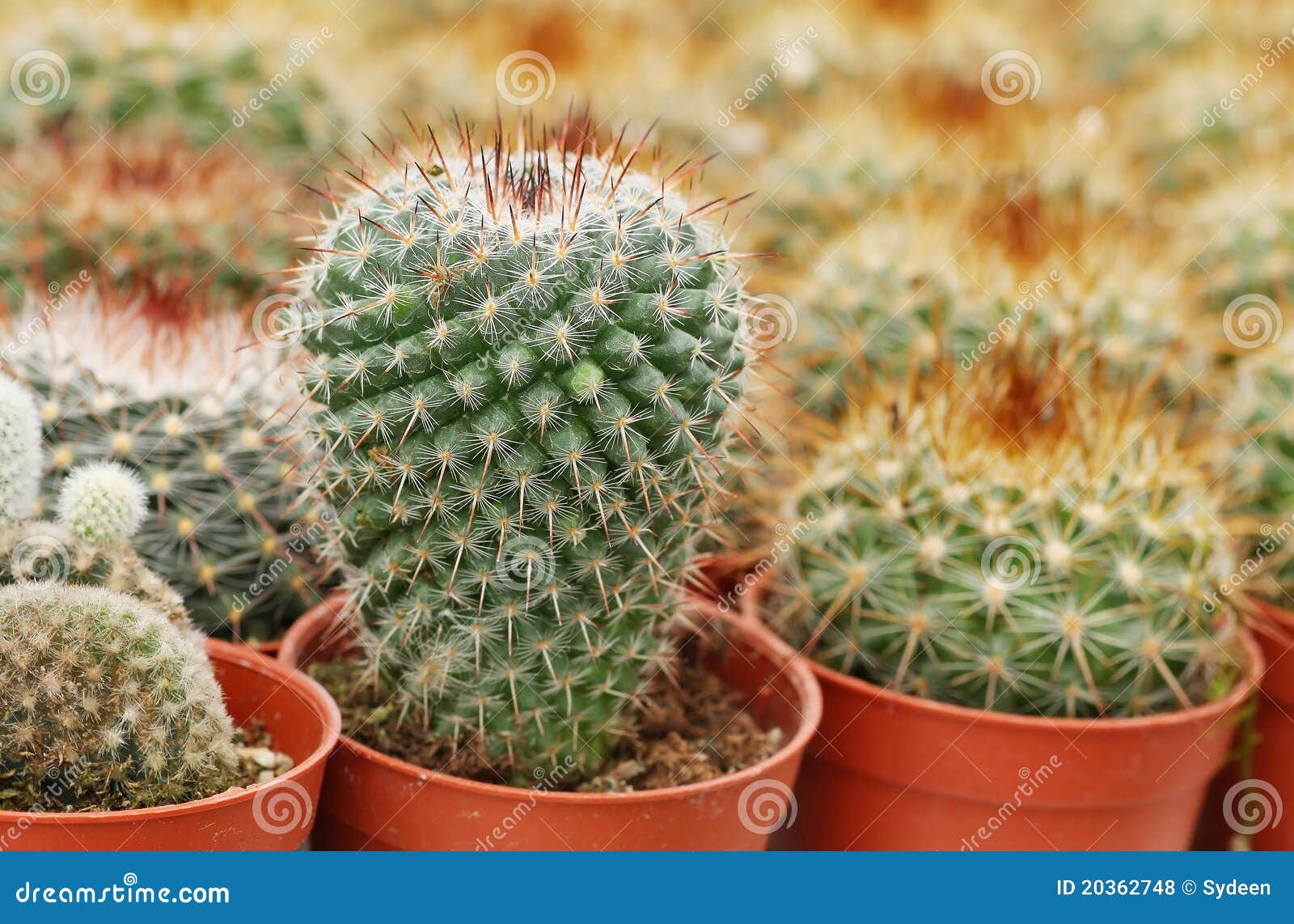Mini cactus stock photo. Image of macro, mini, fresh - 20362748