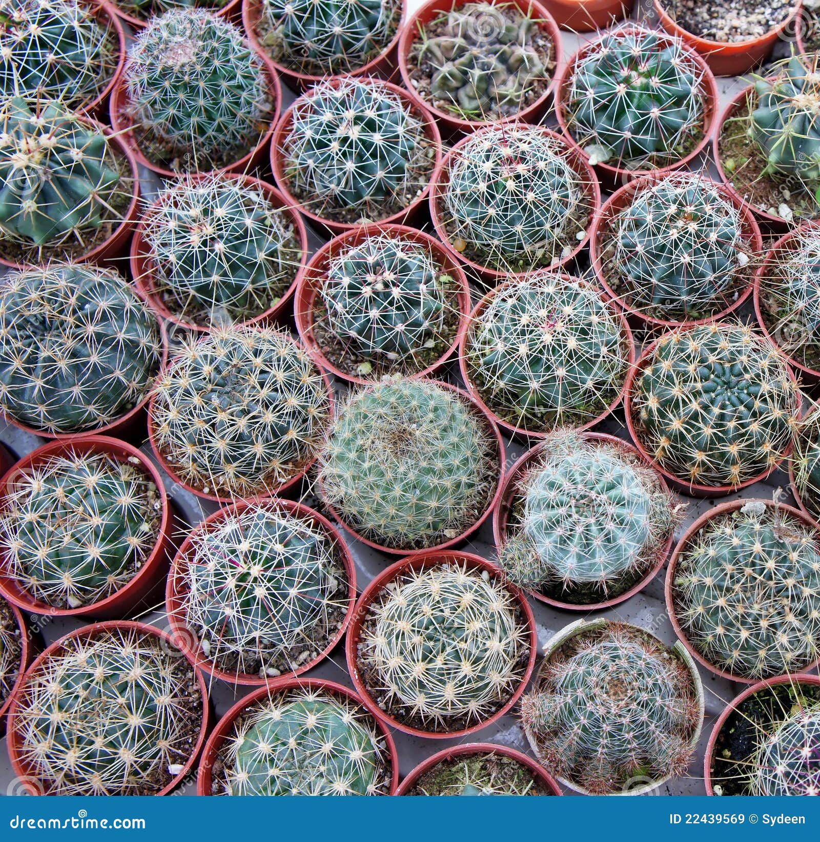 Mini cactus stock image. Image of garden, beauty, floral - 22439569