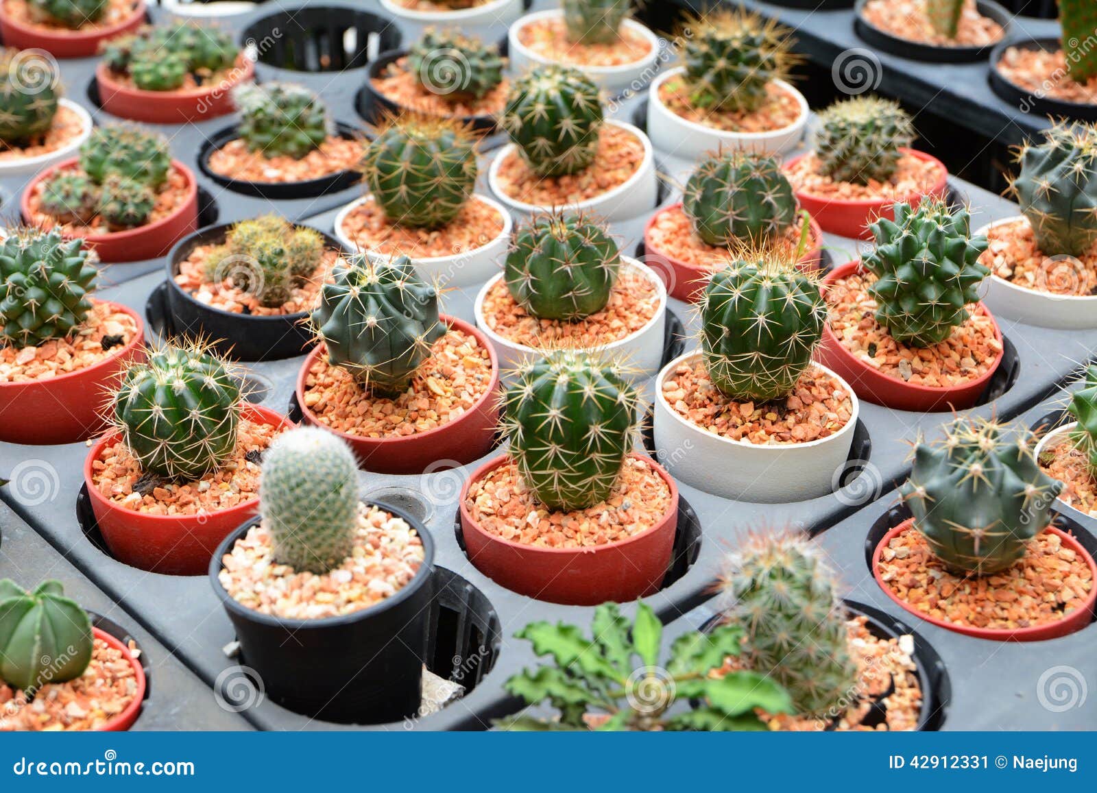 Mini Cactus fotografering för bildbyråer. Bild av växt - 42912331