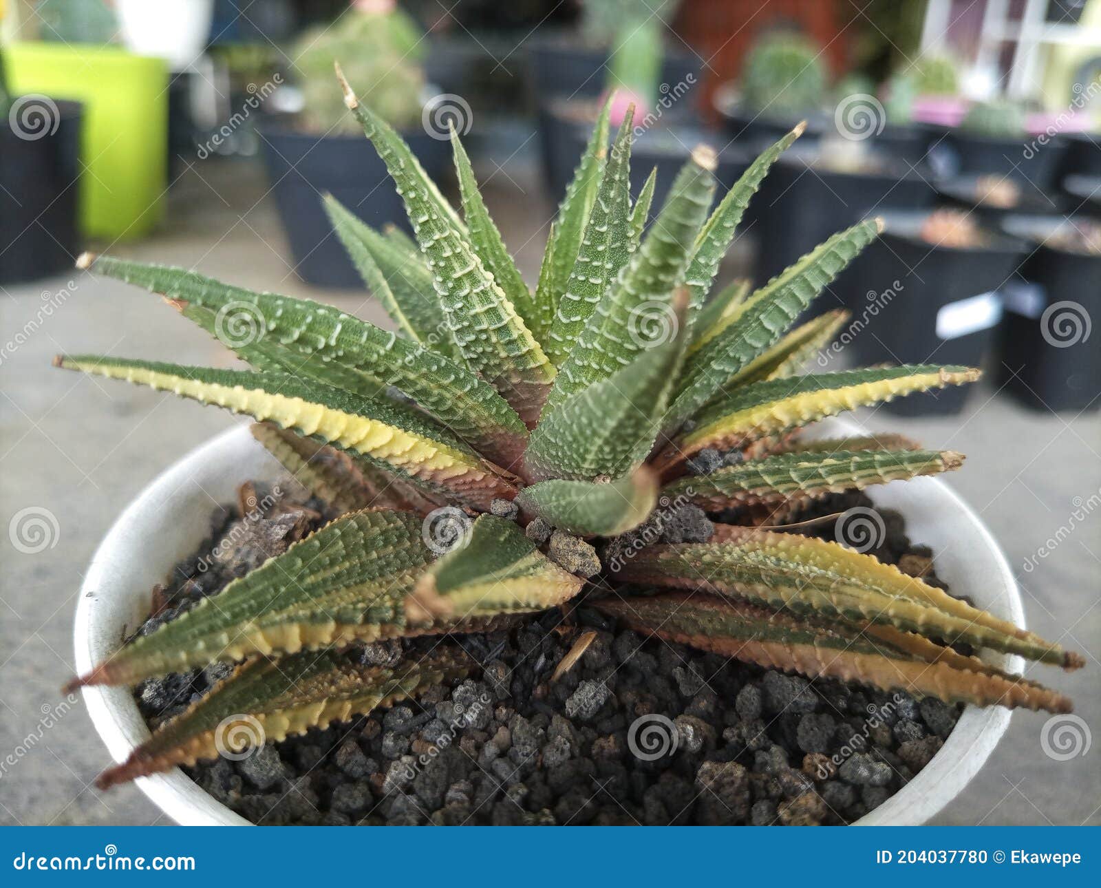 Mini Cactus Collection for Display on the Table Stock Photo - Image of ...