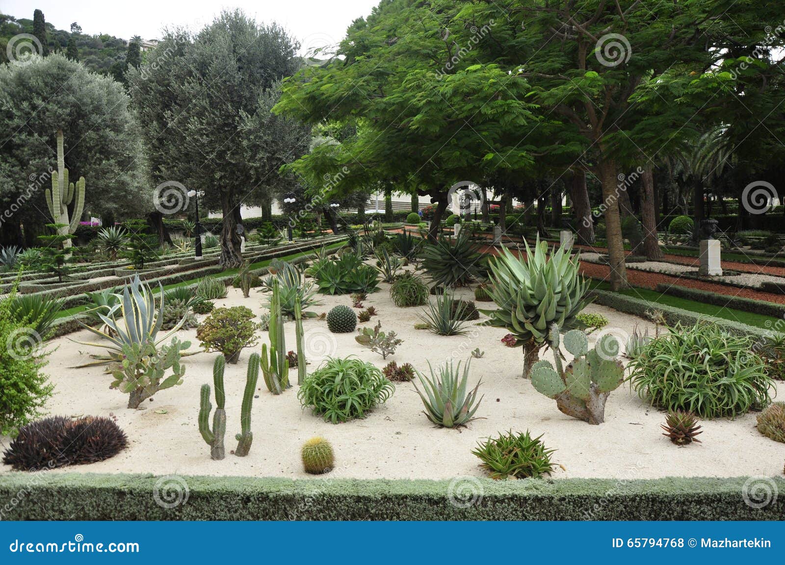 Mini cactus garden in stock photo. Image of assorted - 65794768