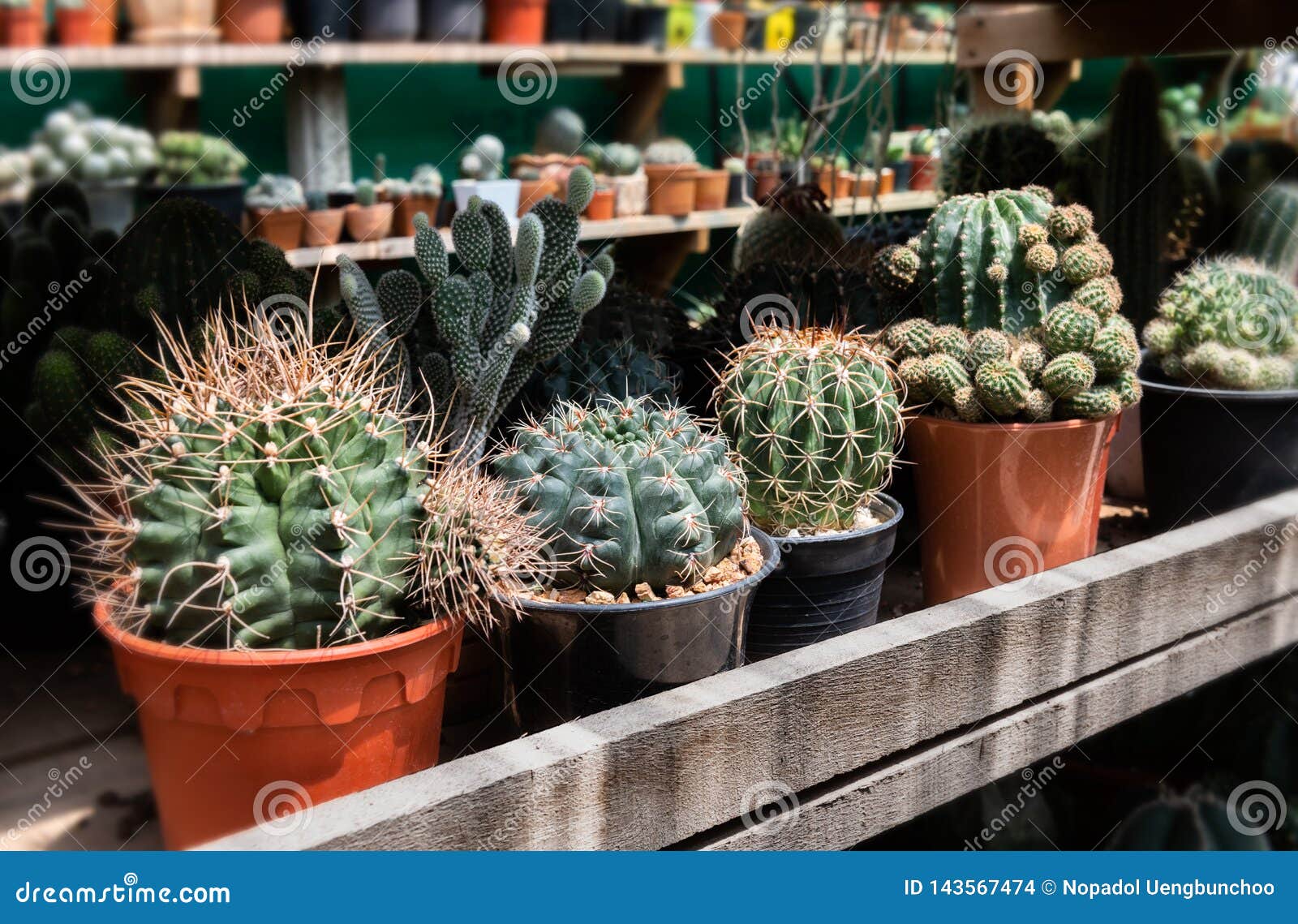 Mini Cactus in House Collections Stock Photo - Image of nature ...