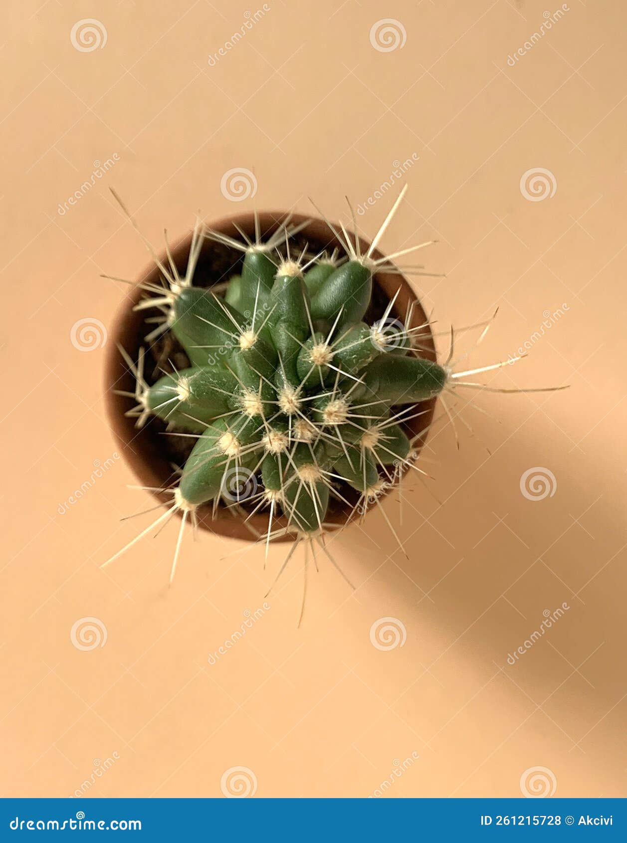 Mini Cactus Isolated. Cute Small Cactus in Mini Pot. Flower Grow Stock ...
