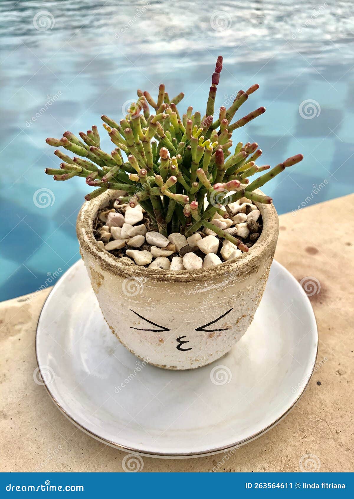 Mini Cactus stock image. Image of cactus, mini, stunning - 263564611