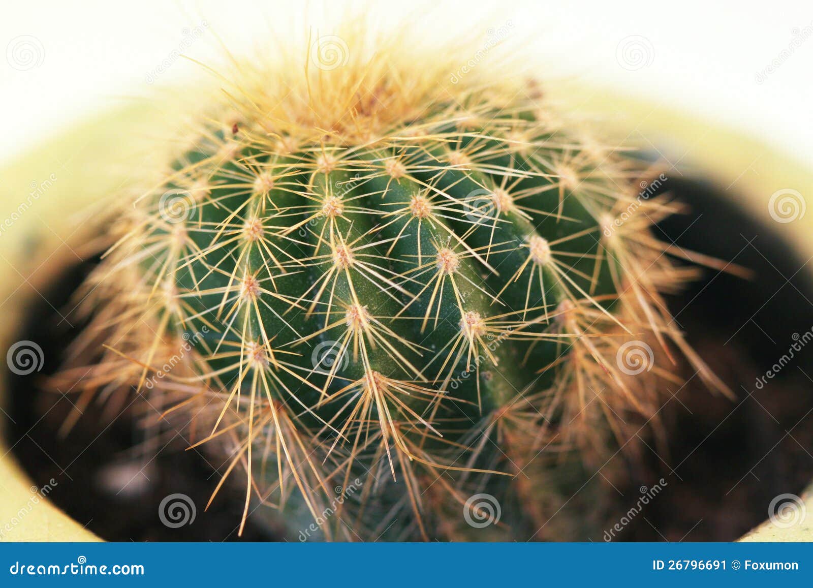 Mini Cactus Macro stock image. Image of yellow, miniature - 26796691