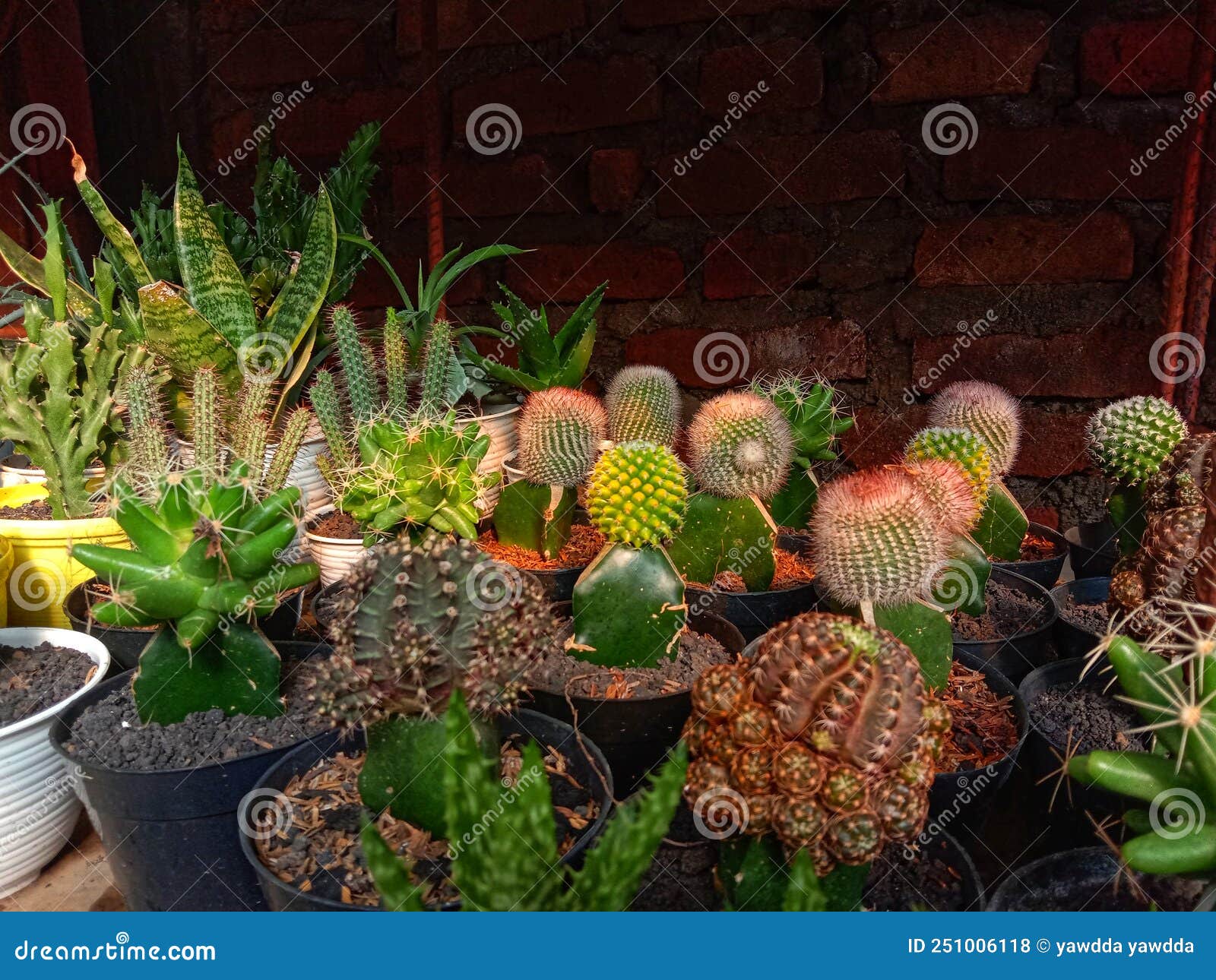 Mini Cactus Ornamental Plant Stock Photo - Image of green, shrub: 251006118