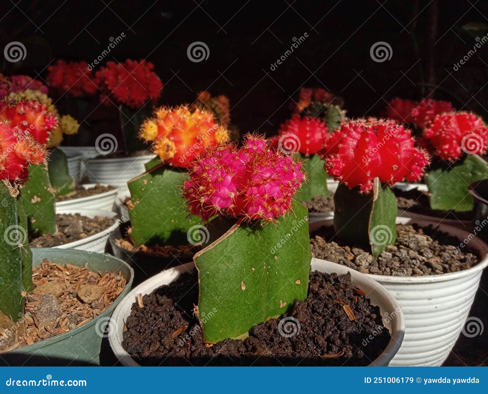 Mini Cactus Ornamental Plant Stock Image - Image of flower, herb: 251006179