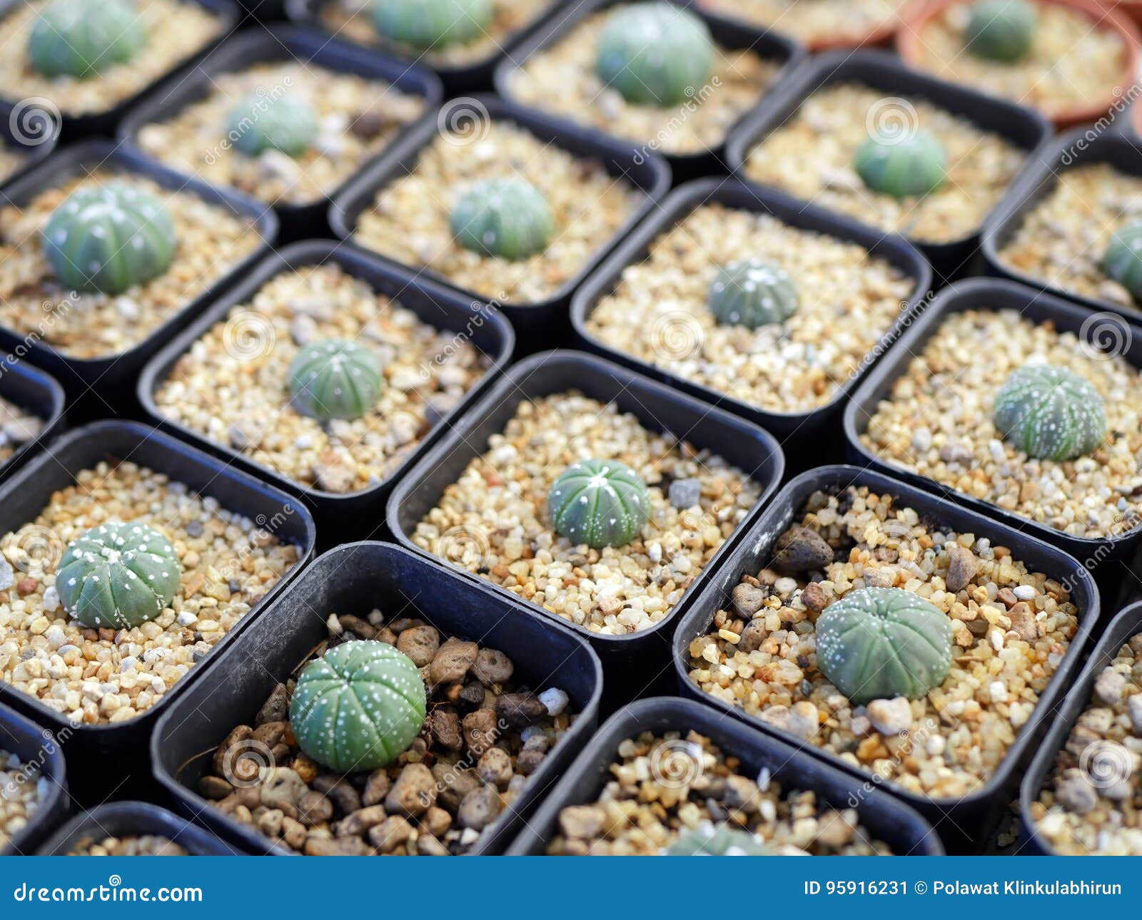 Mini Cactus stock image. Image of flower, garden, small - 95916231