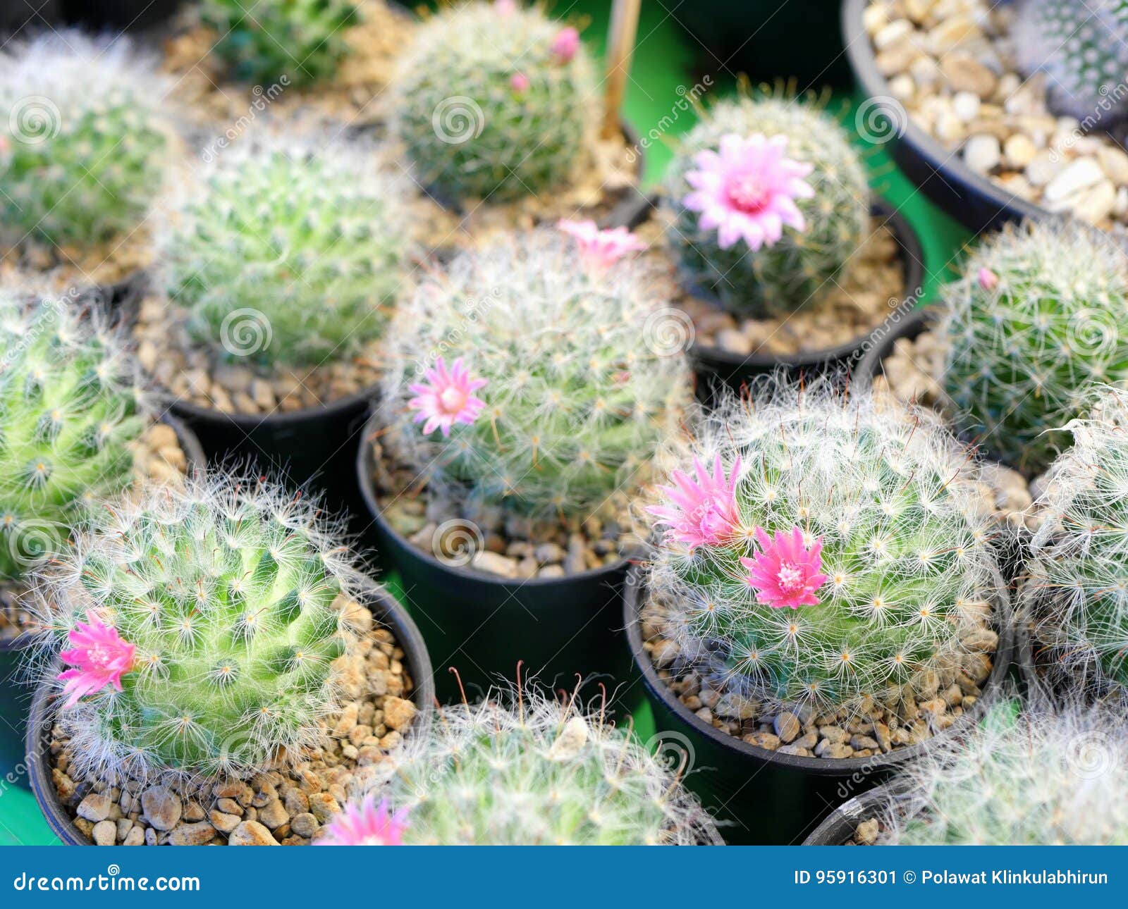 Mini Cactus stock image. Image of mini, desert, plant - 95916301