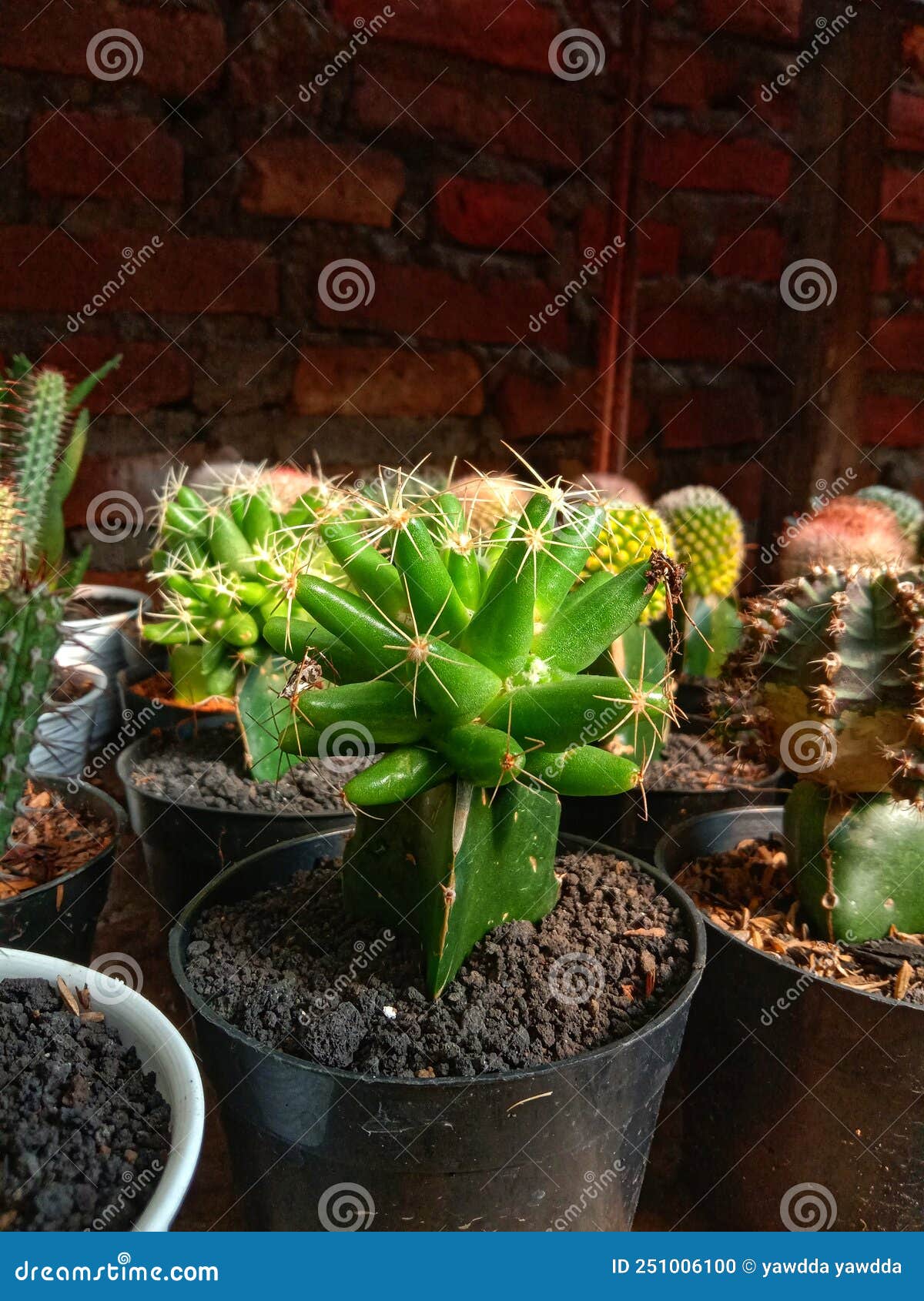 Mini Cactus Planta Ornamental Foto de archivo - Imagen de suelo ...