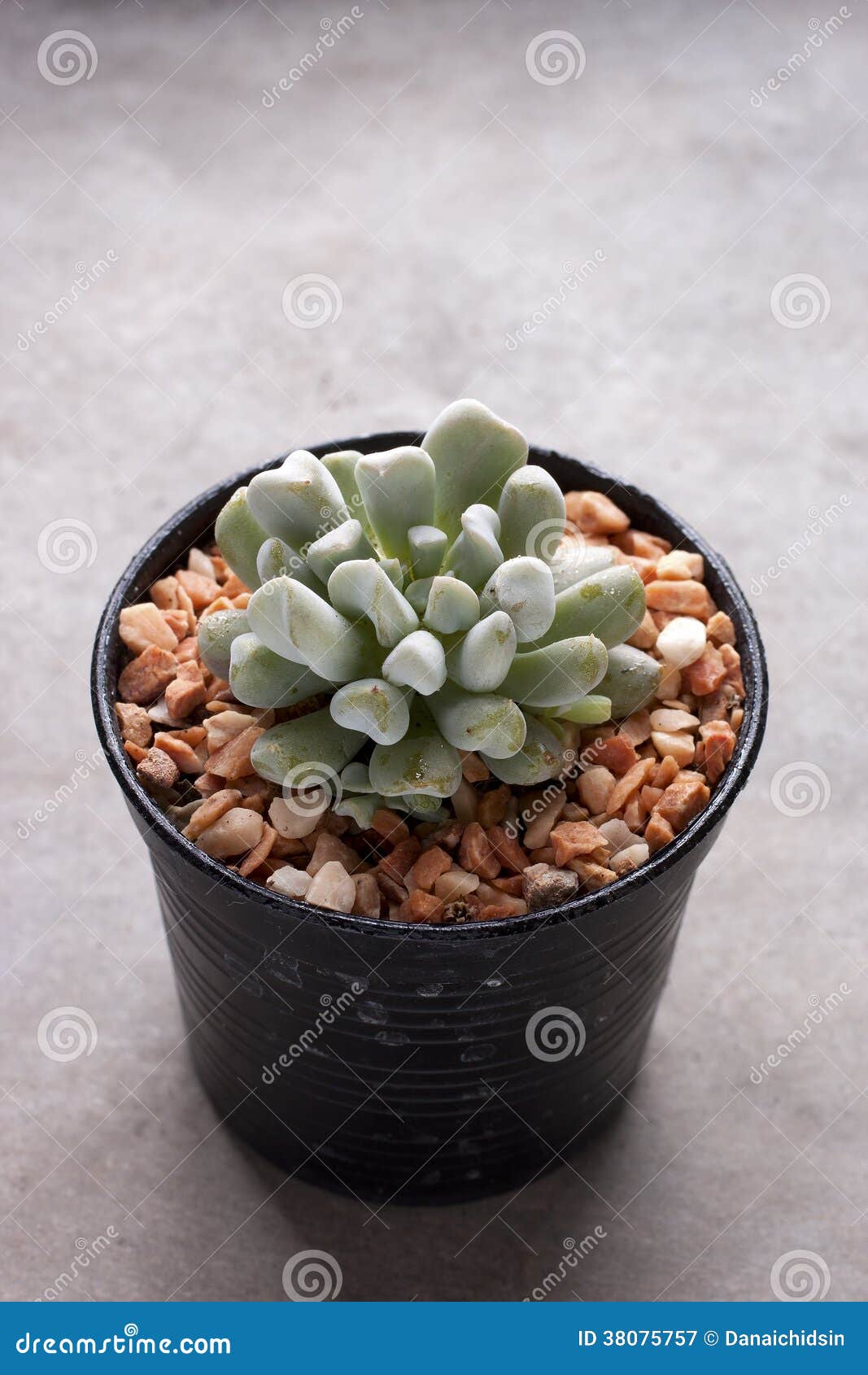 Mini cactus in pots stock image. Image of flora, burr - 38075757