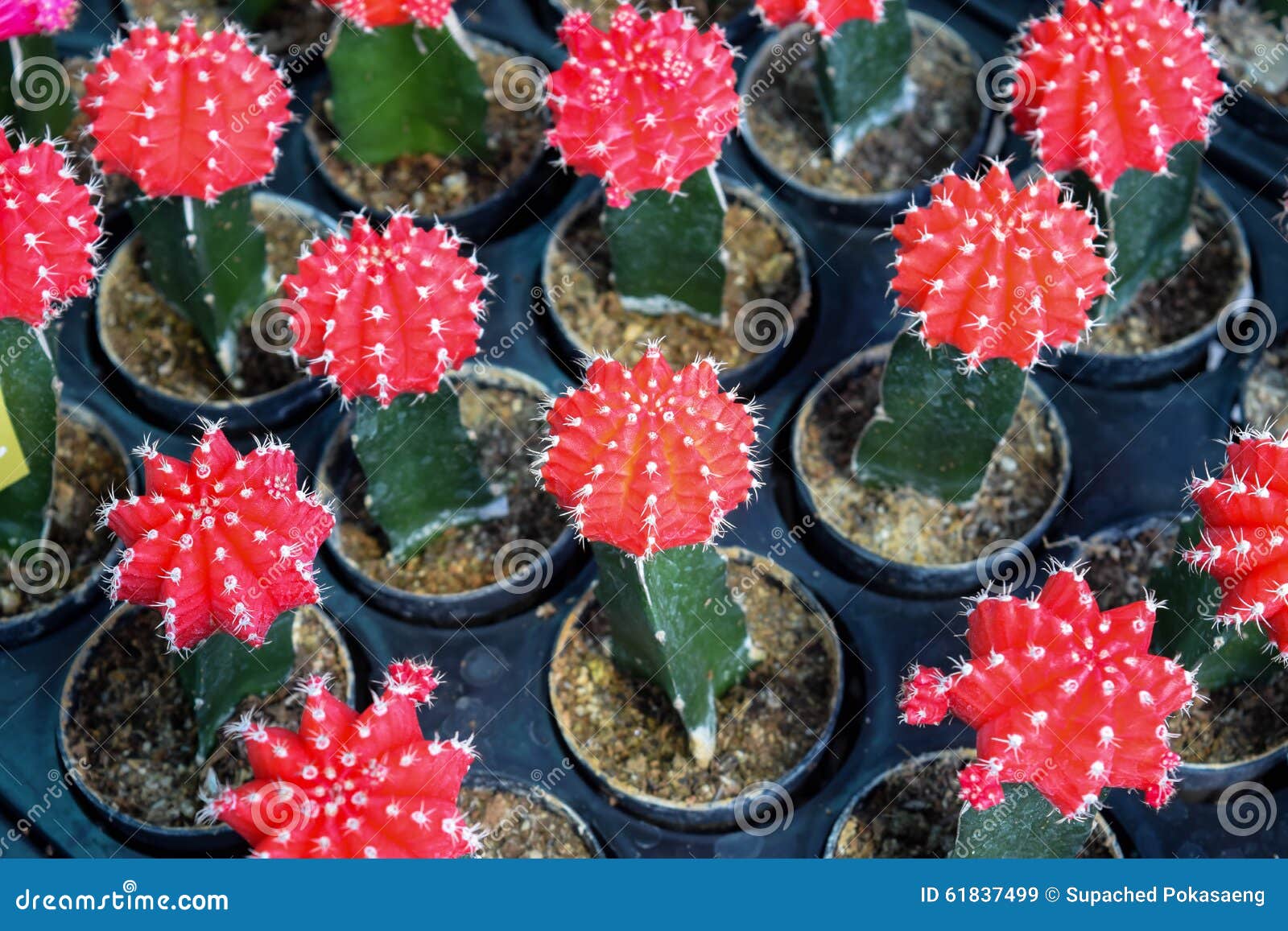 Mini cactus rojo imagen de archivo. Imagen de flor, agricultura - 61837499