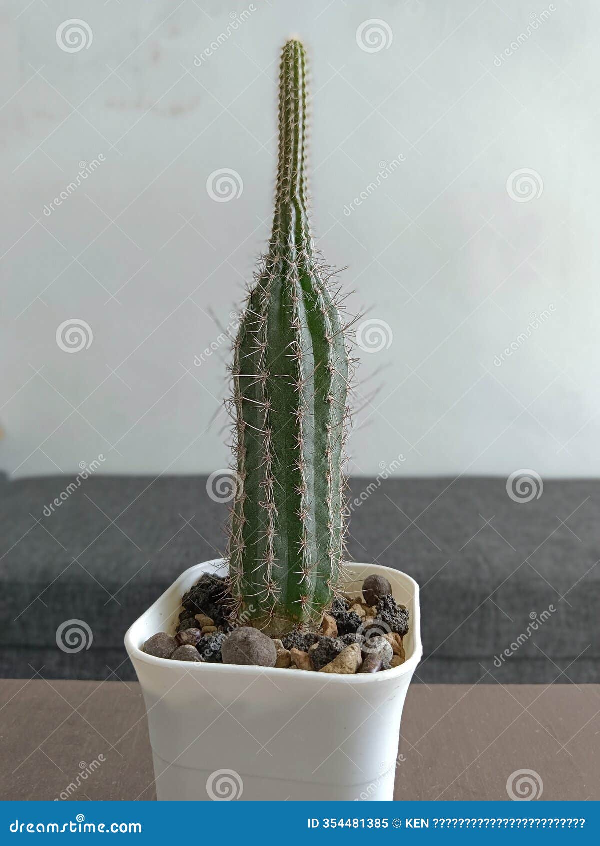 The Mini Cactus Tree in the Flower Bed is really Beautiful Stock Image ...