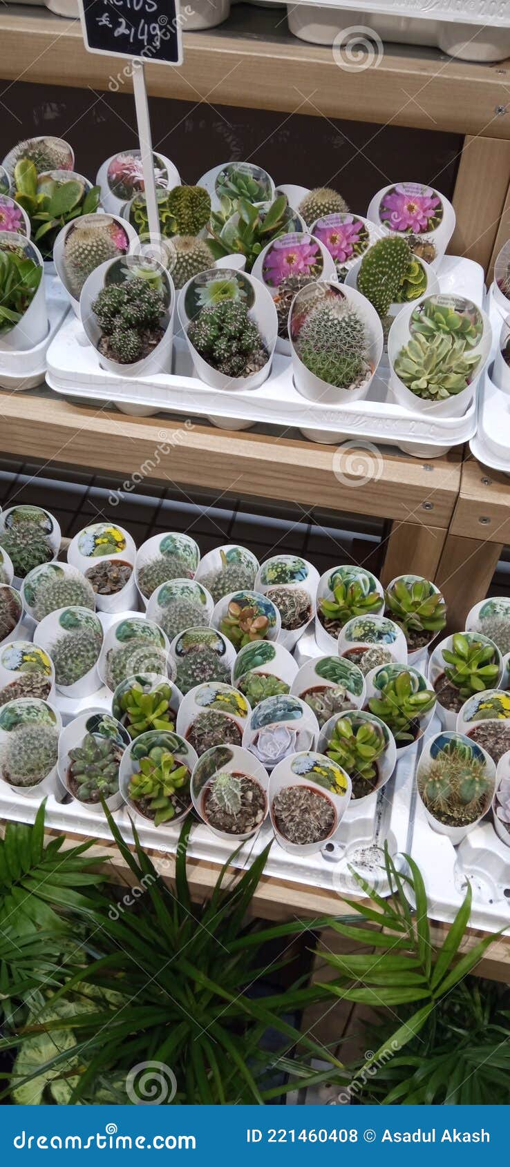 Mini cactus trees stock photo. Image of cactus, trees - 221460408