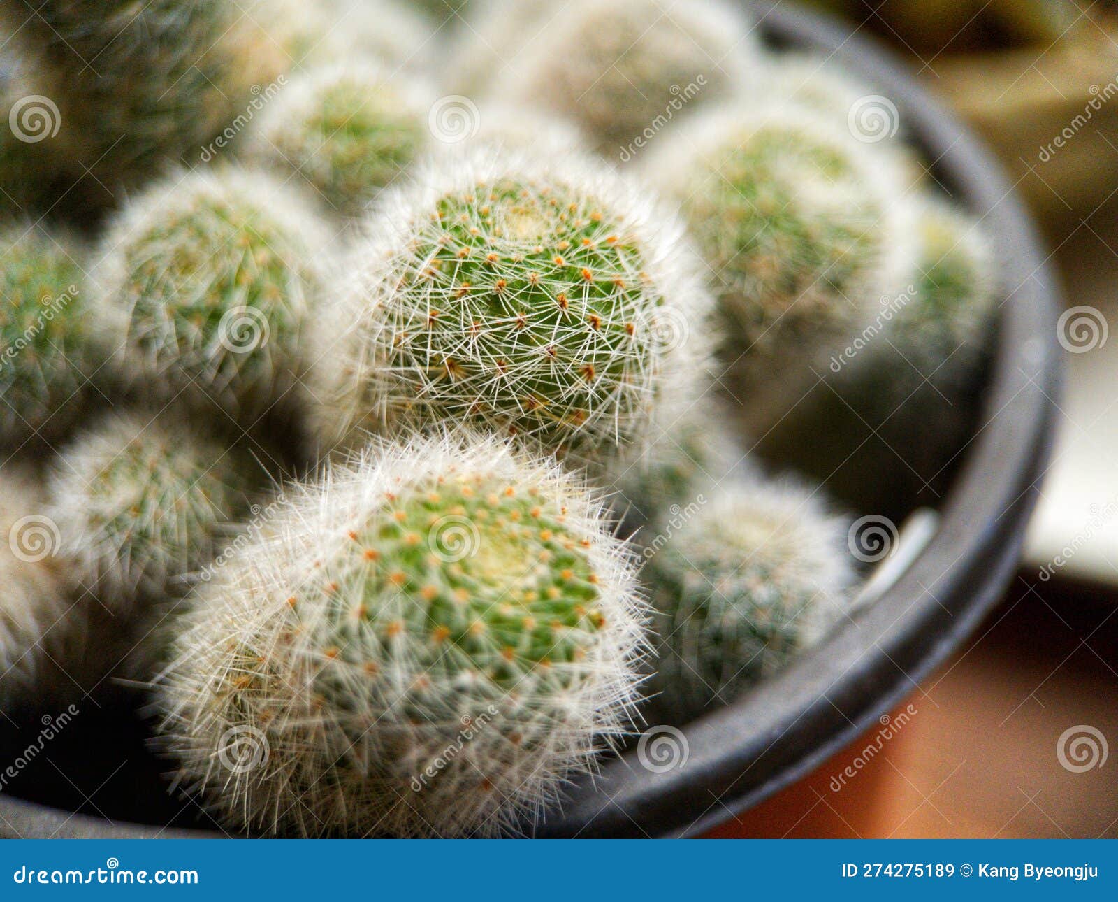 Mini Cactuses that are Cute Plants.. Stock Image - Image of flowerpot ...