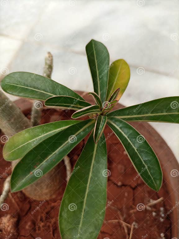 Mini Cambodian flower tree stock photo. Image of food - 285290844